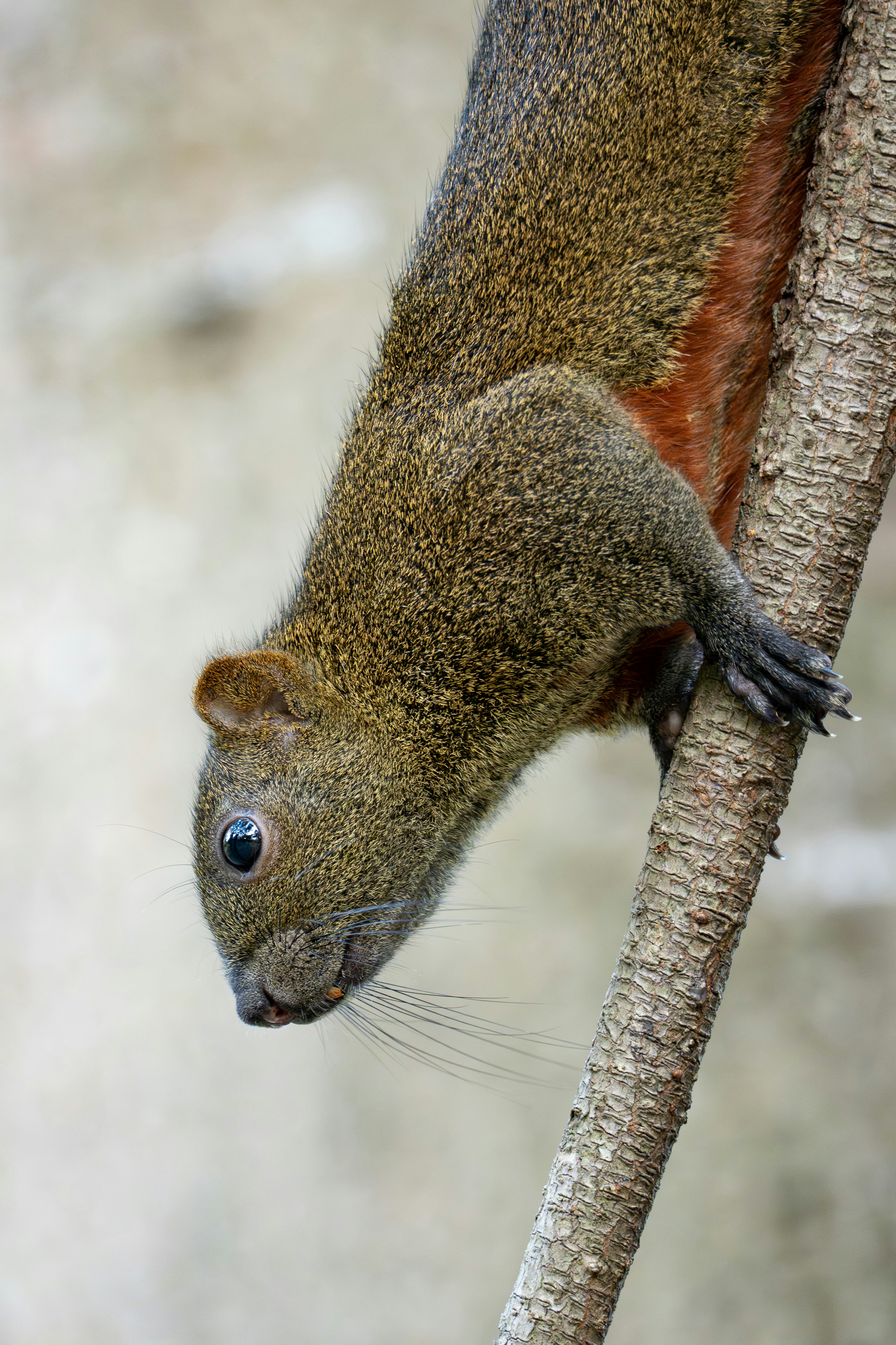 Photo by Timo Volz with Sony Alpha 1 II