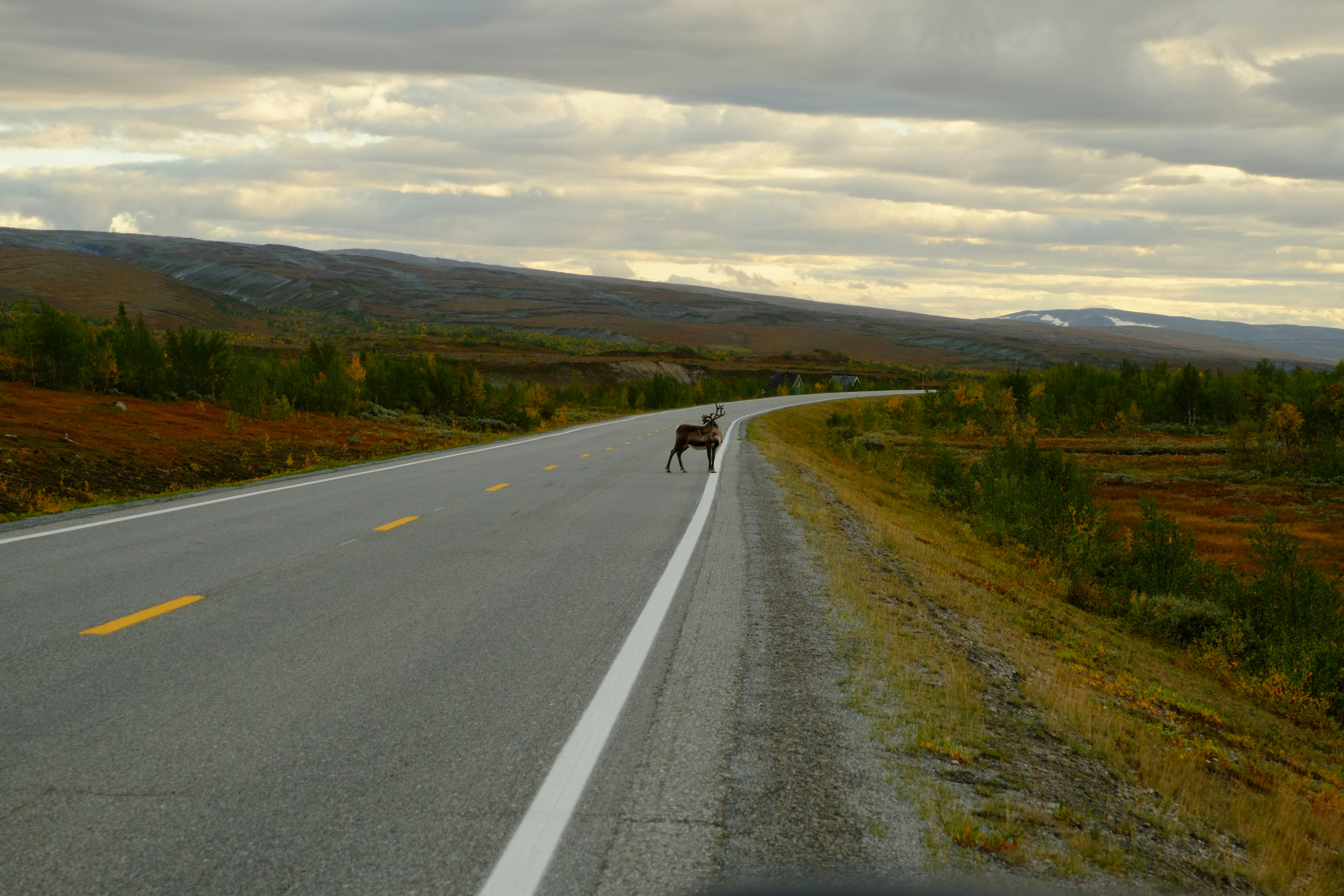 A Lone Horse on an Open Mountain Road