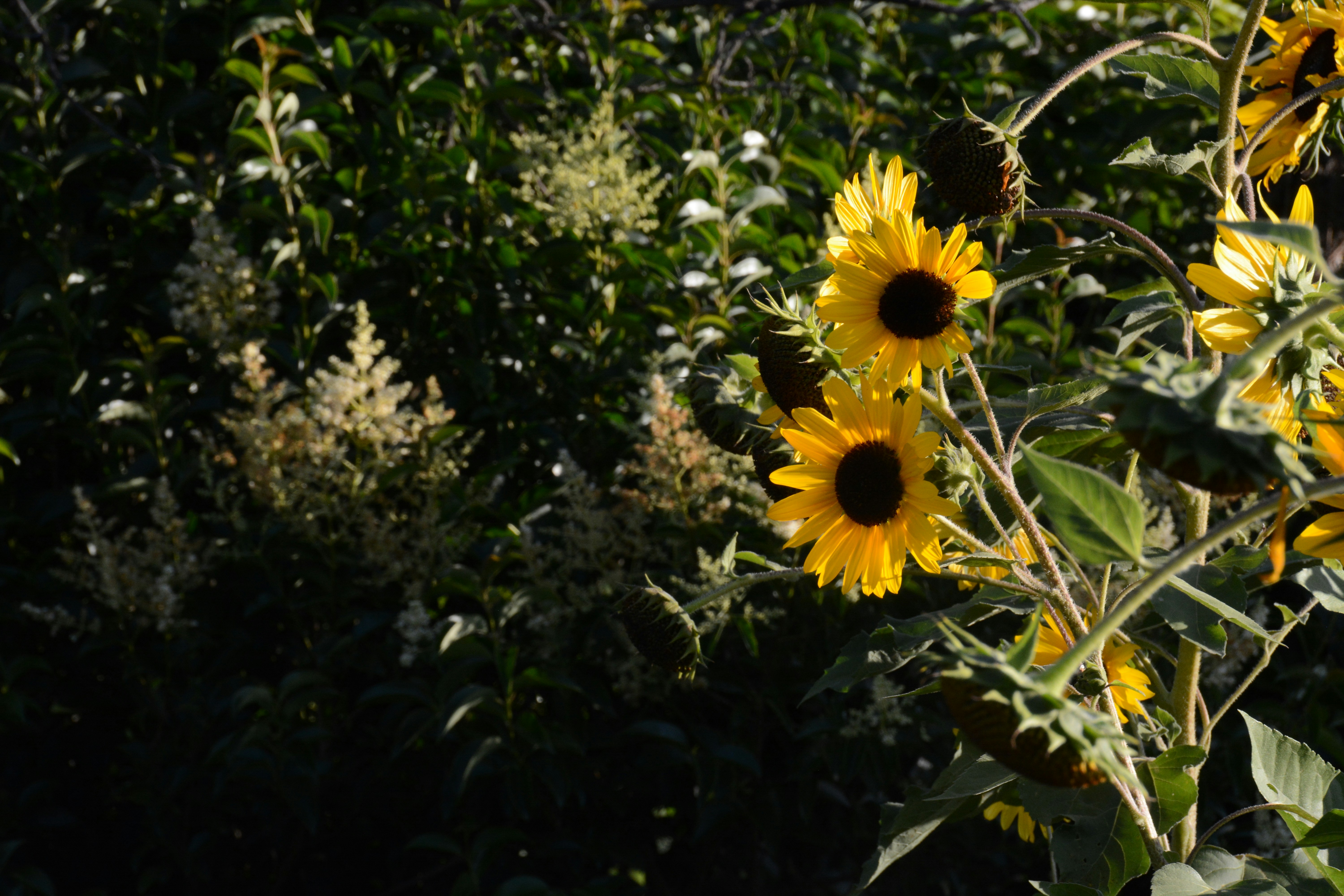 Photo by Jani Badenhorst with Nikon D7100