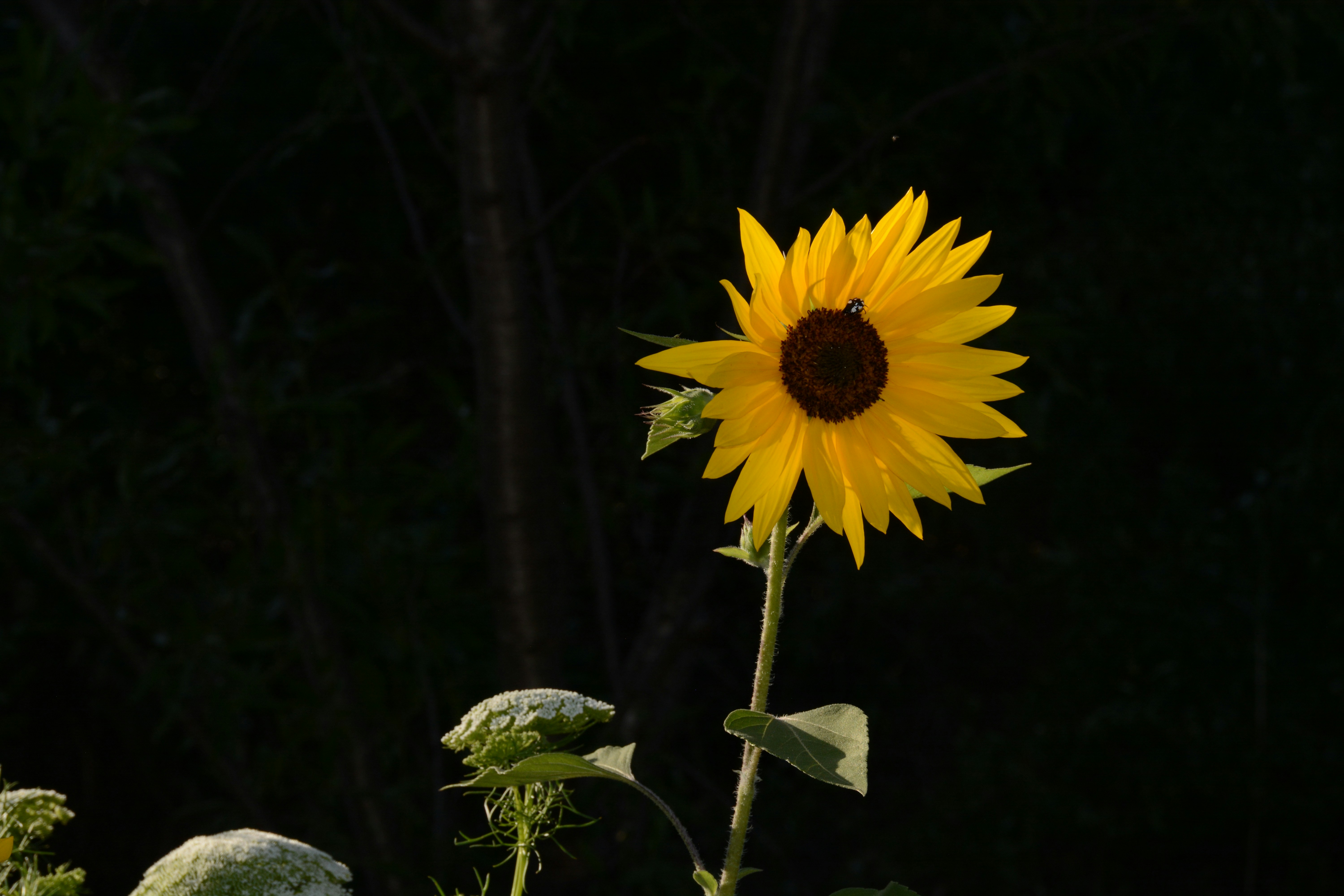 Sunflower Sentinel: A Bold Blossom Against the Shadowed Verge