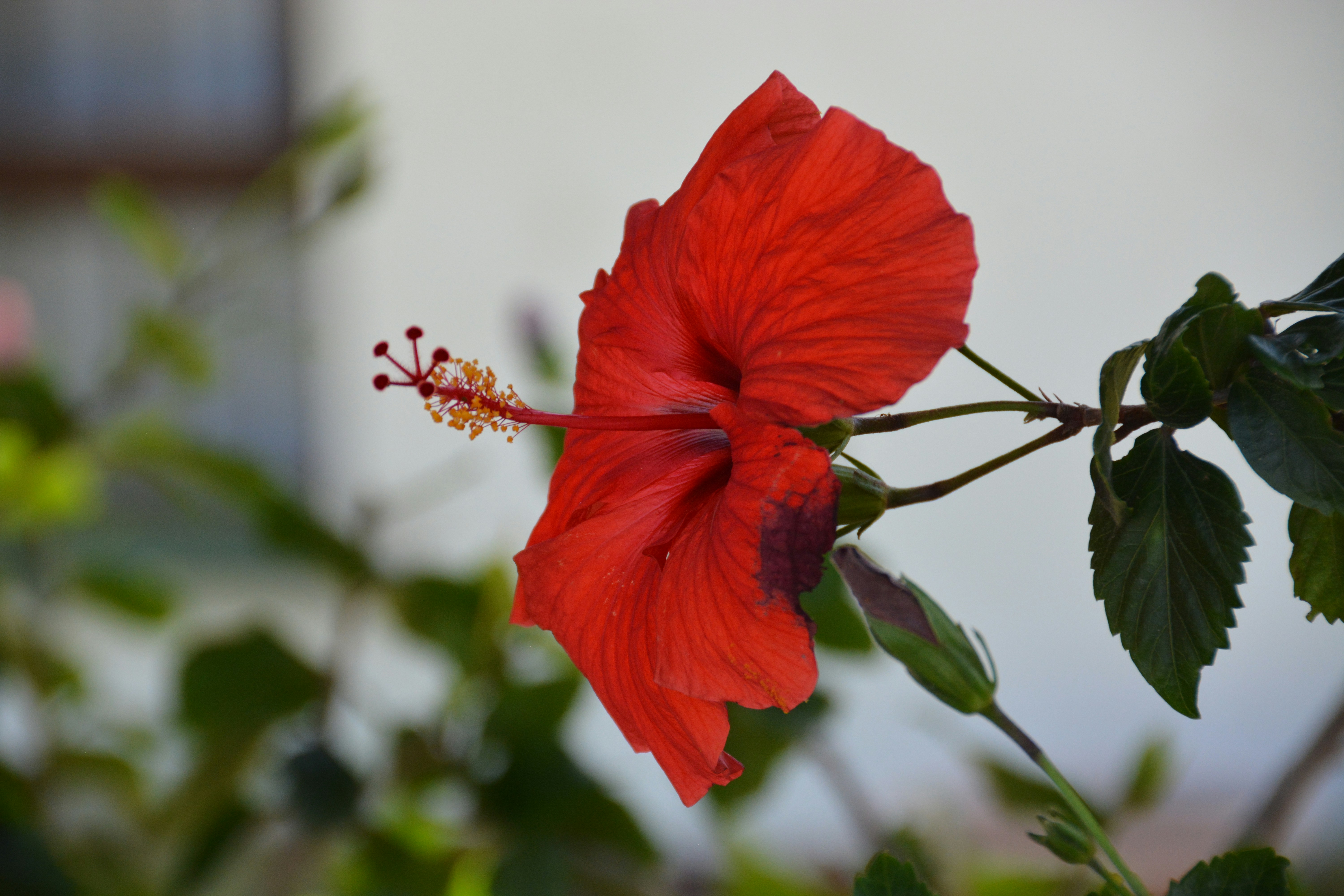 Scarlet Hibiscus in Focus: A Solo Bloom Amid Quiet Greens