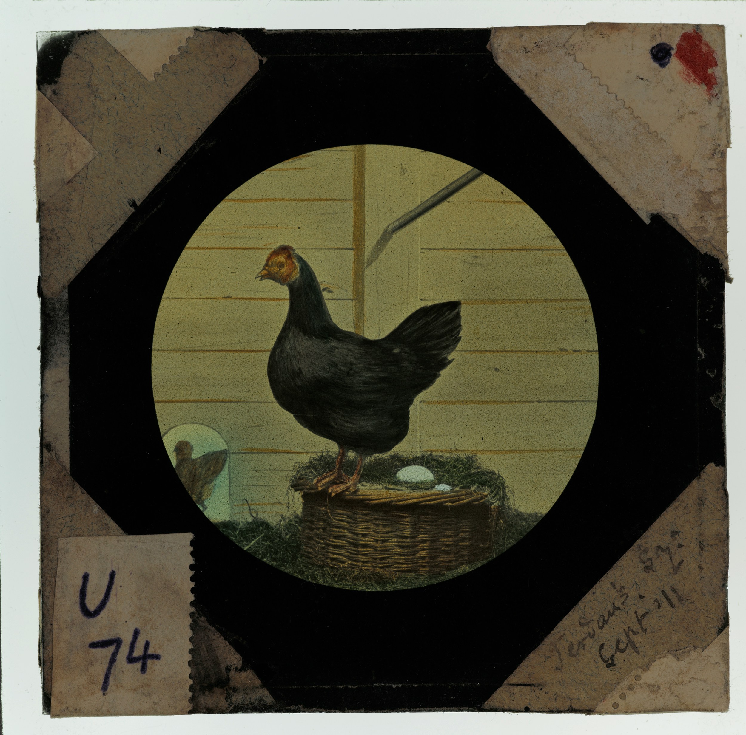 Circular Spotlight: Hen on a Nest Inside a Dark Octagonal Frame