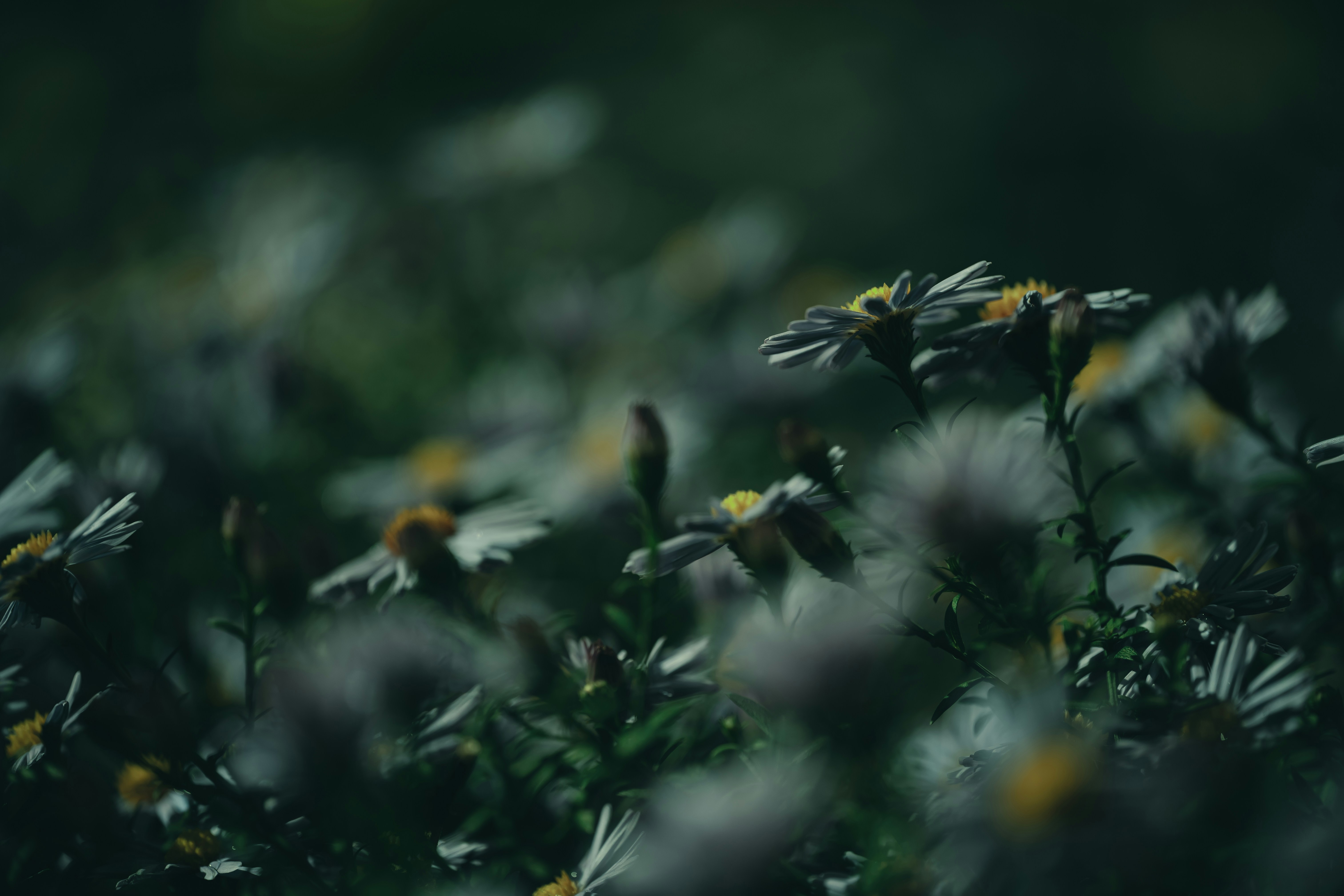 Photo by Volodymyr Leush with Nikon Z6 III