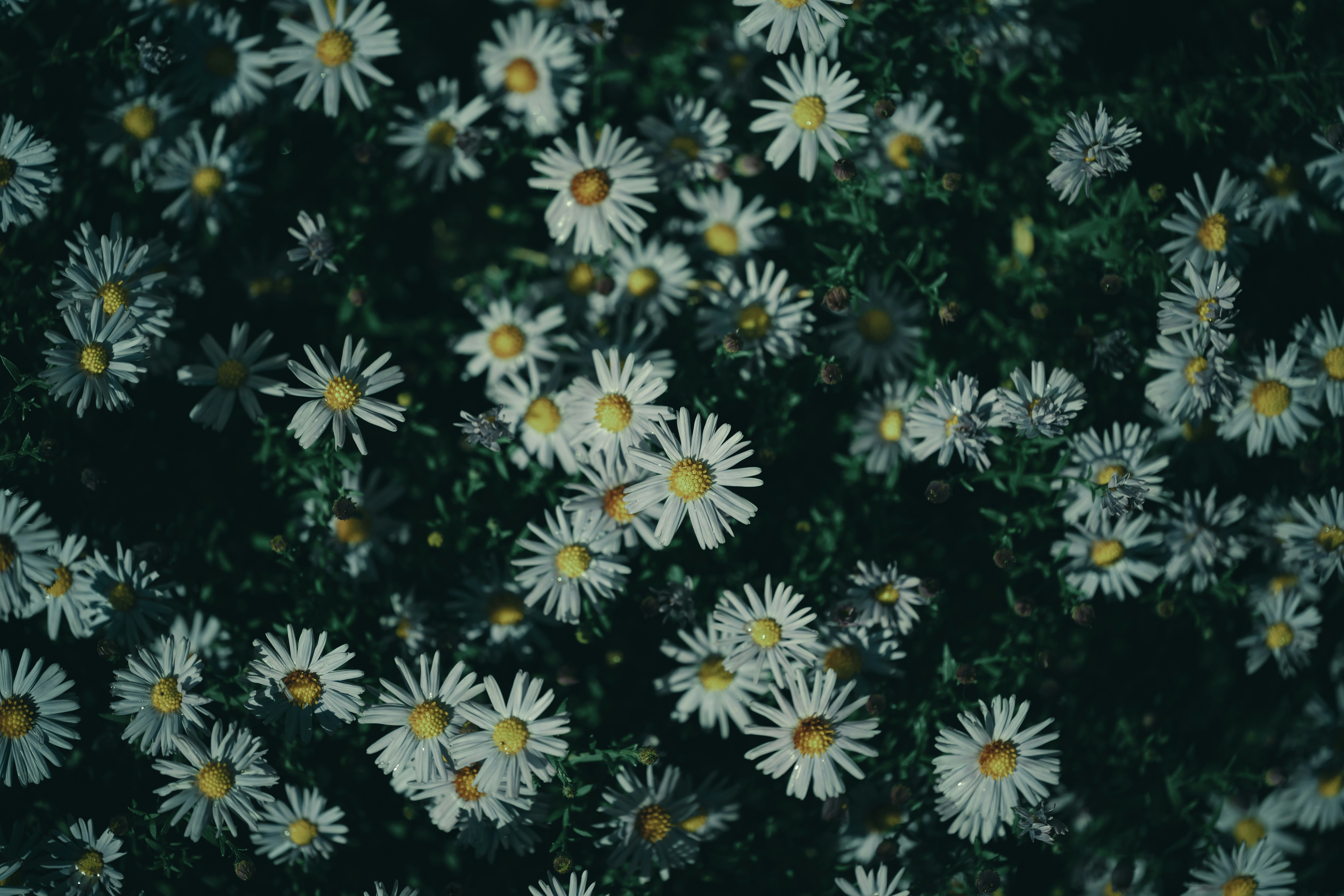 Photo by Volodymyr Leush with Nikon Z6 III