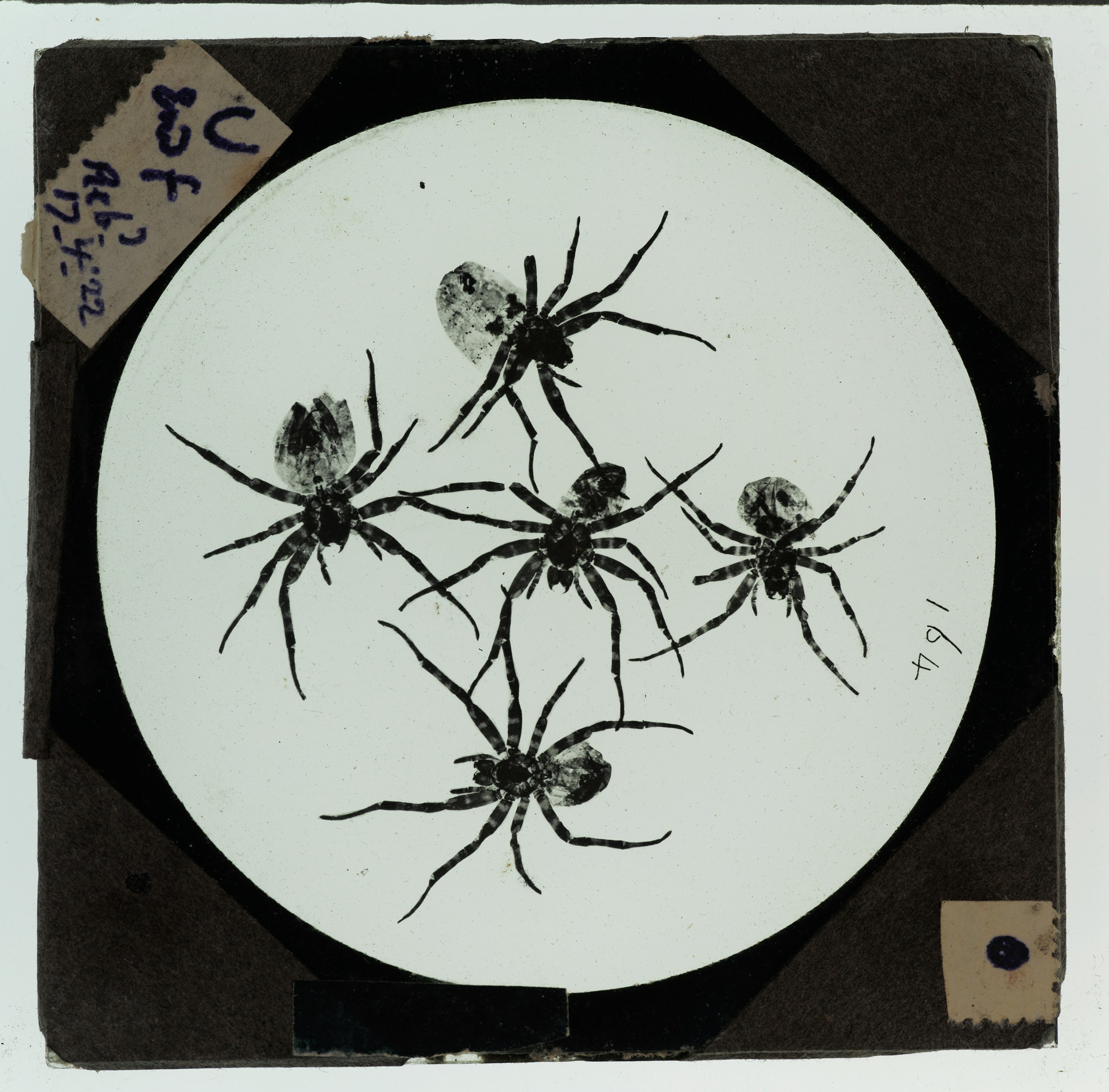 A lantern slide produced by Clement Lindley Wragge (b.1852, d.1922), date unknown. The slide is a photo of 5 spiders. One in centre, four surrounding. Shared by Auckland War Memorial Museum, Tāmaki Paenga Hira, as part of the Clement Lindley Wragge collection. 236010|PH-1984-1-LS78-4-3|164. No known copyright restrictions. https://www.aucklandmuseum.com/discover/collections/record/1033206