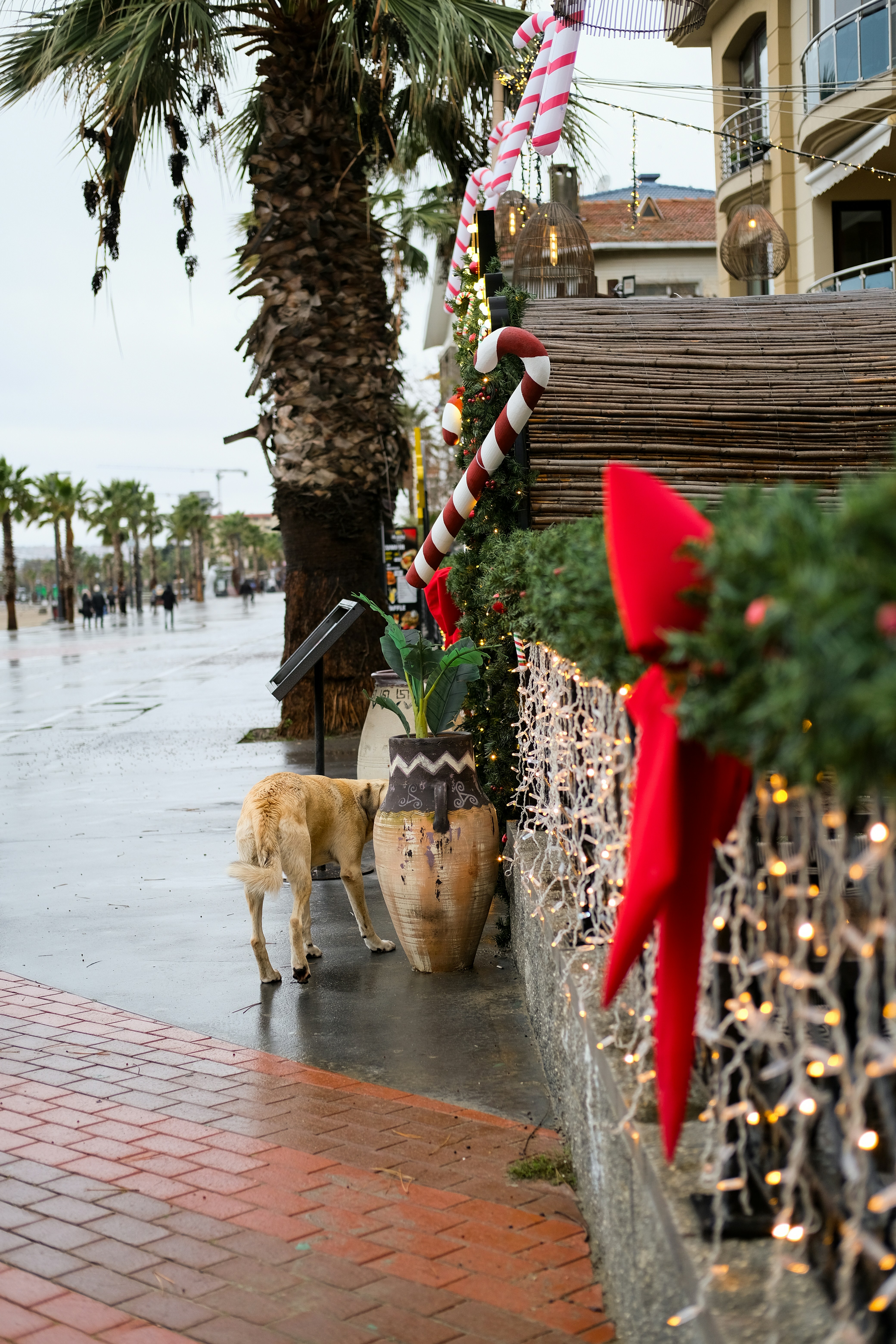 Candy Cane Lane by the Sea: A Festive Street Scene with a Dog by Decorated Wall