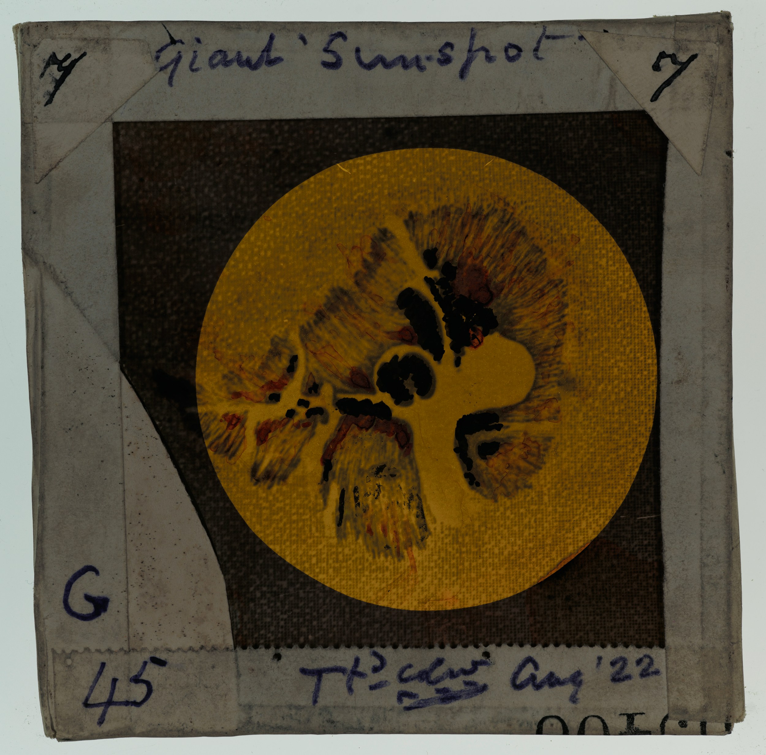 Sample photo from Hasselblad X1D-50c