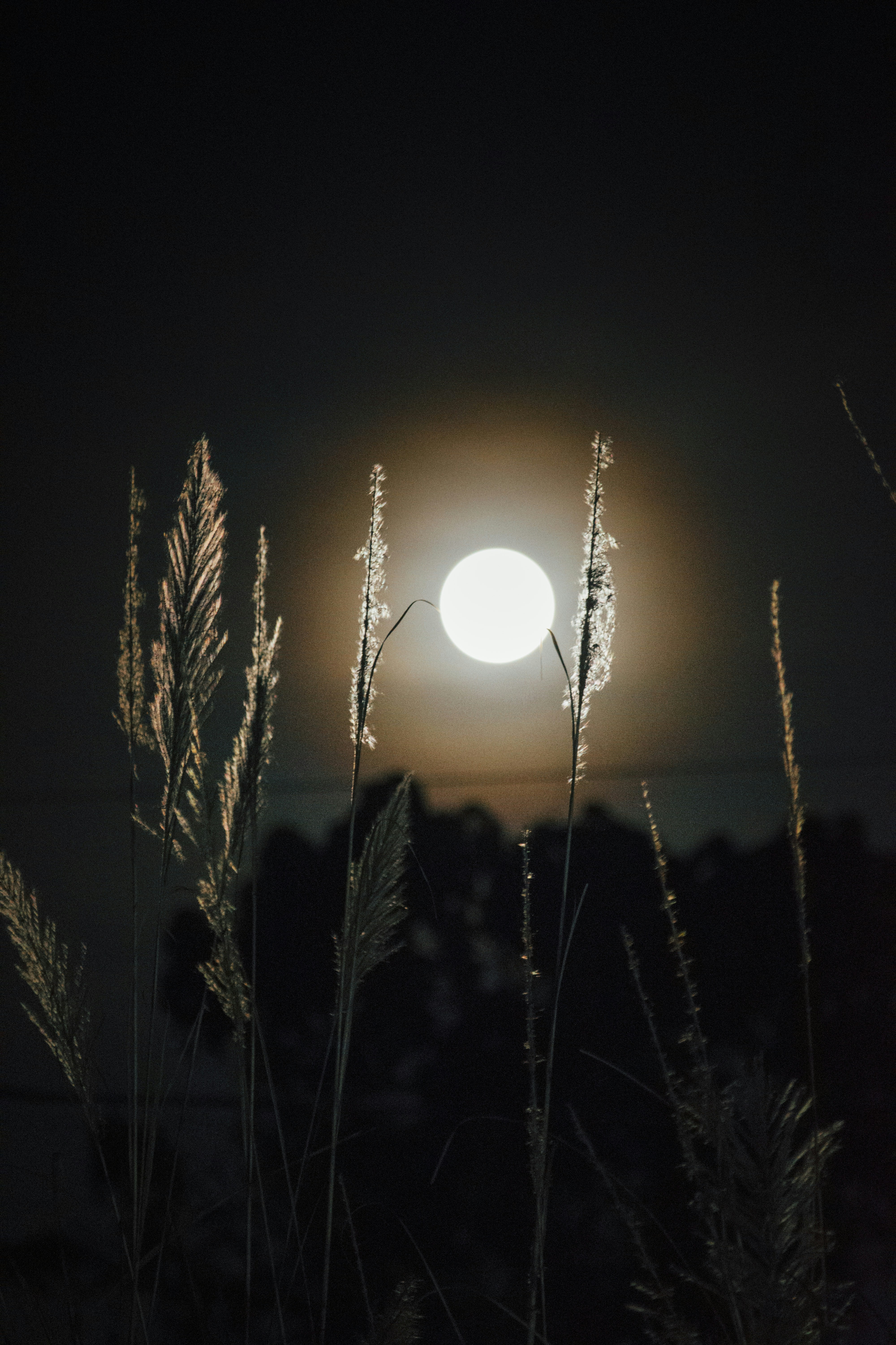 Moonrise Over Moonlit Grass