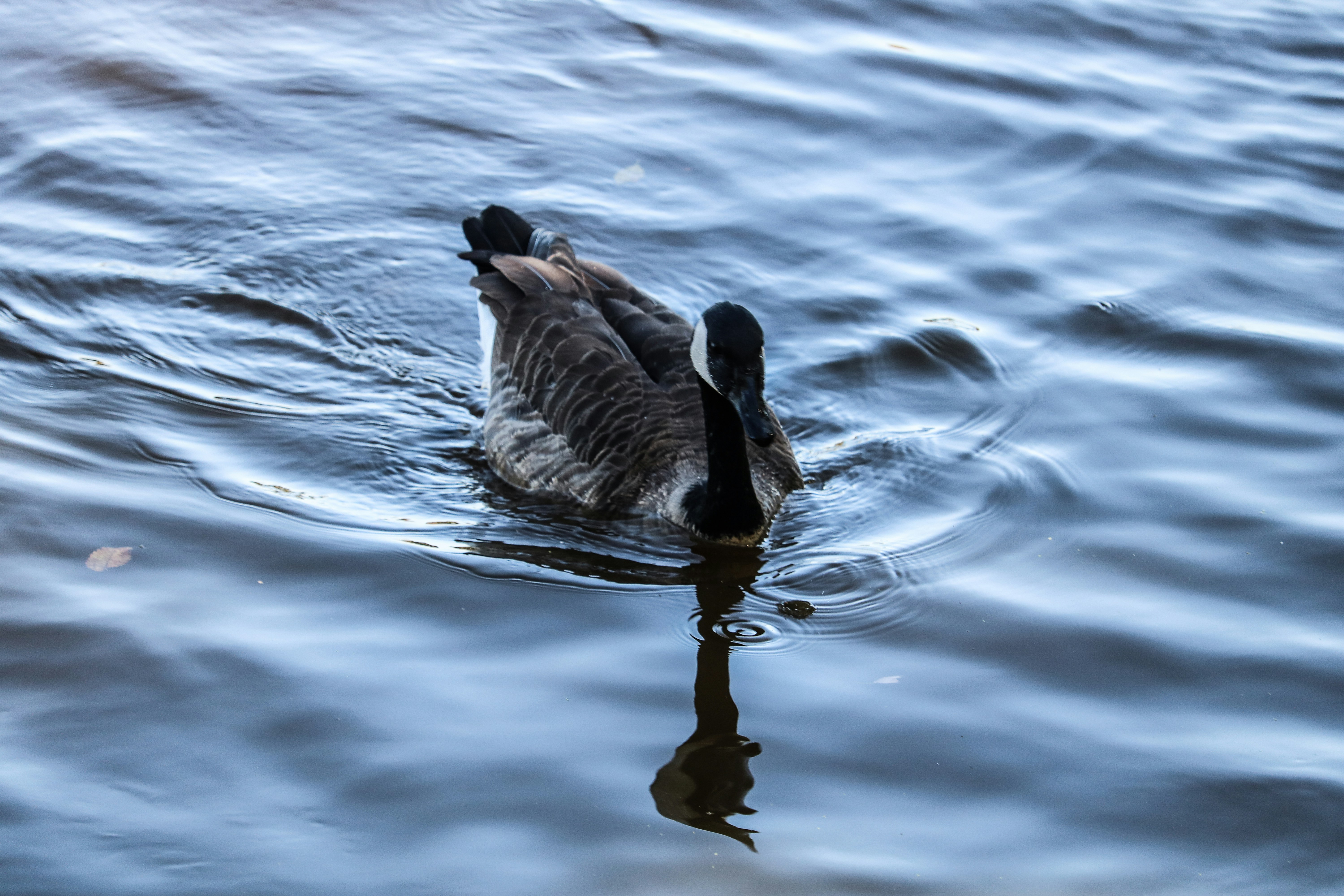 Photo by Shay Sumner with Canon EOS 750D