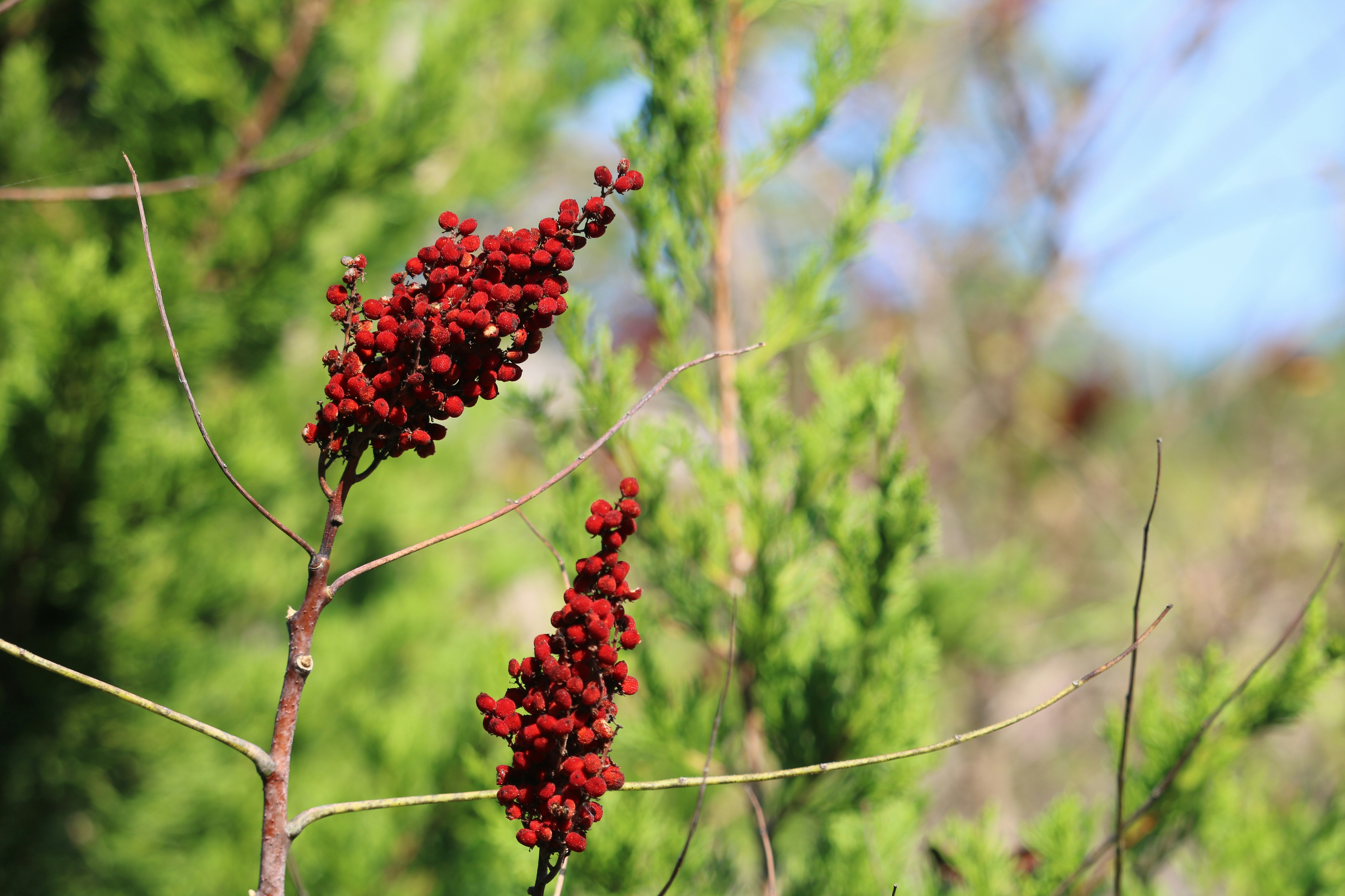 Photo by Shay Sumner with Canon EOS 750D