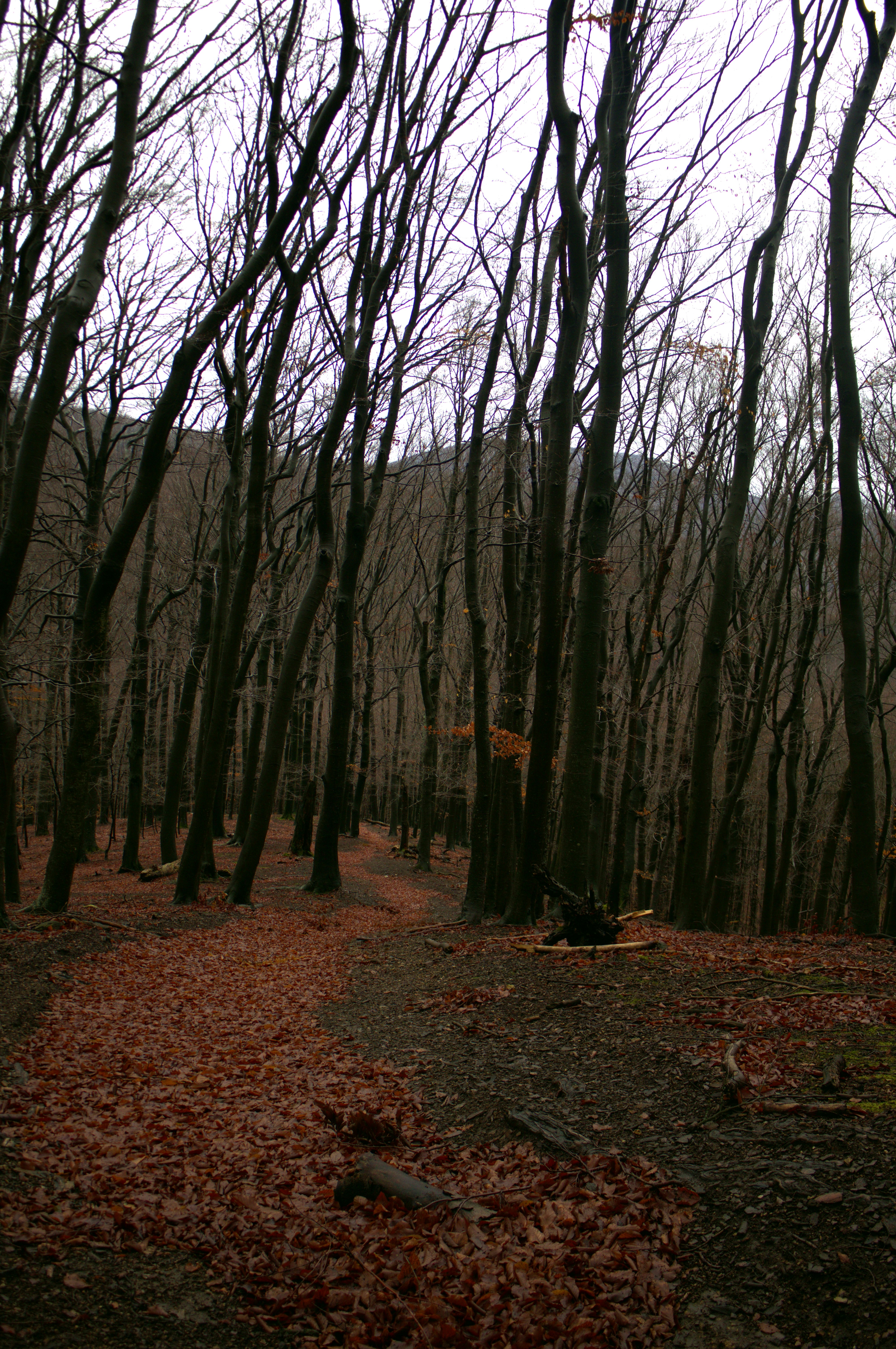 Autumn Trail Through Leaf-Littered Forest with Parading Black Trunks