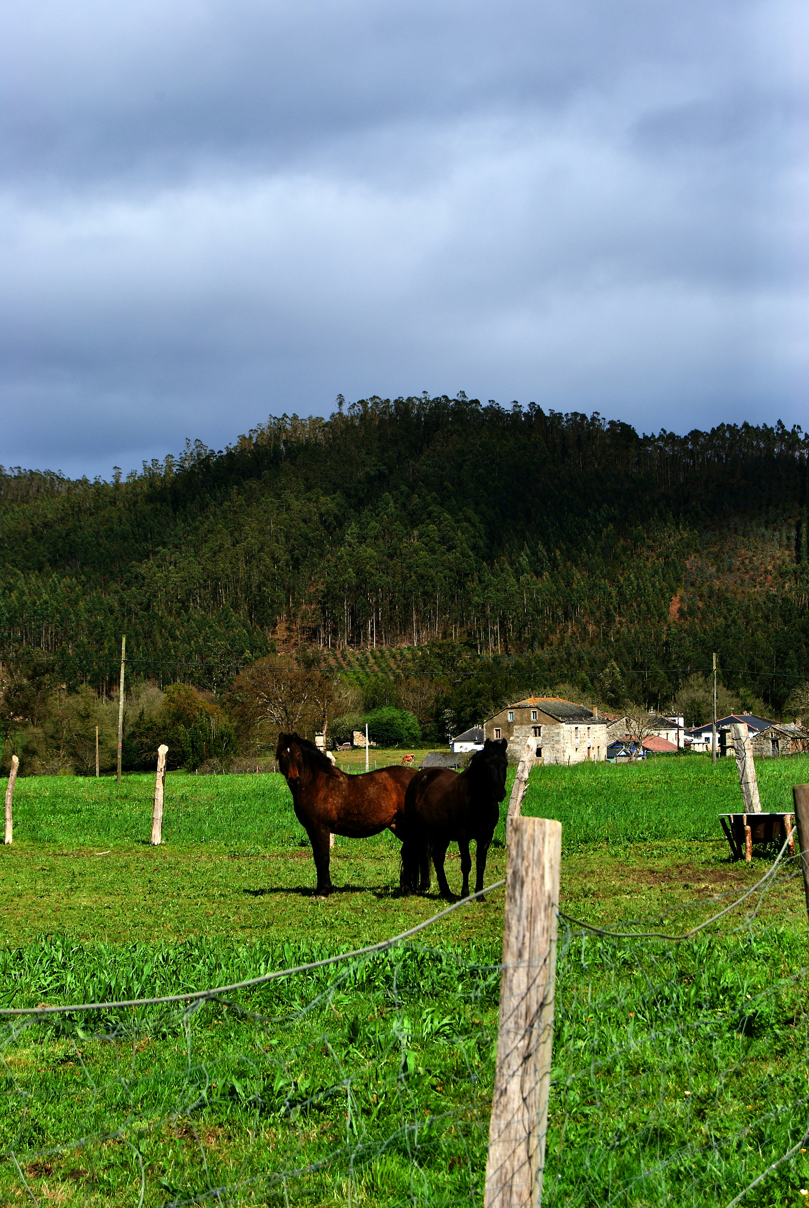 Pasture Watch: Two Horses Beneath a Cloudy Sky