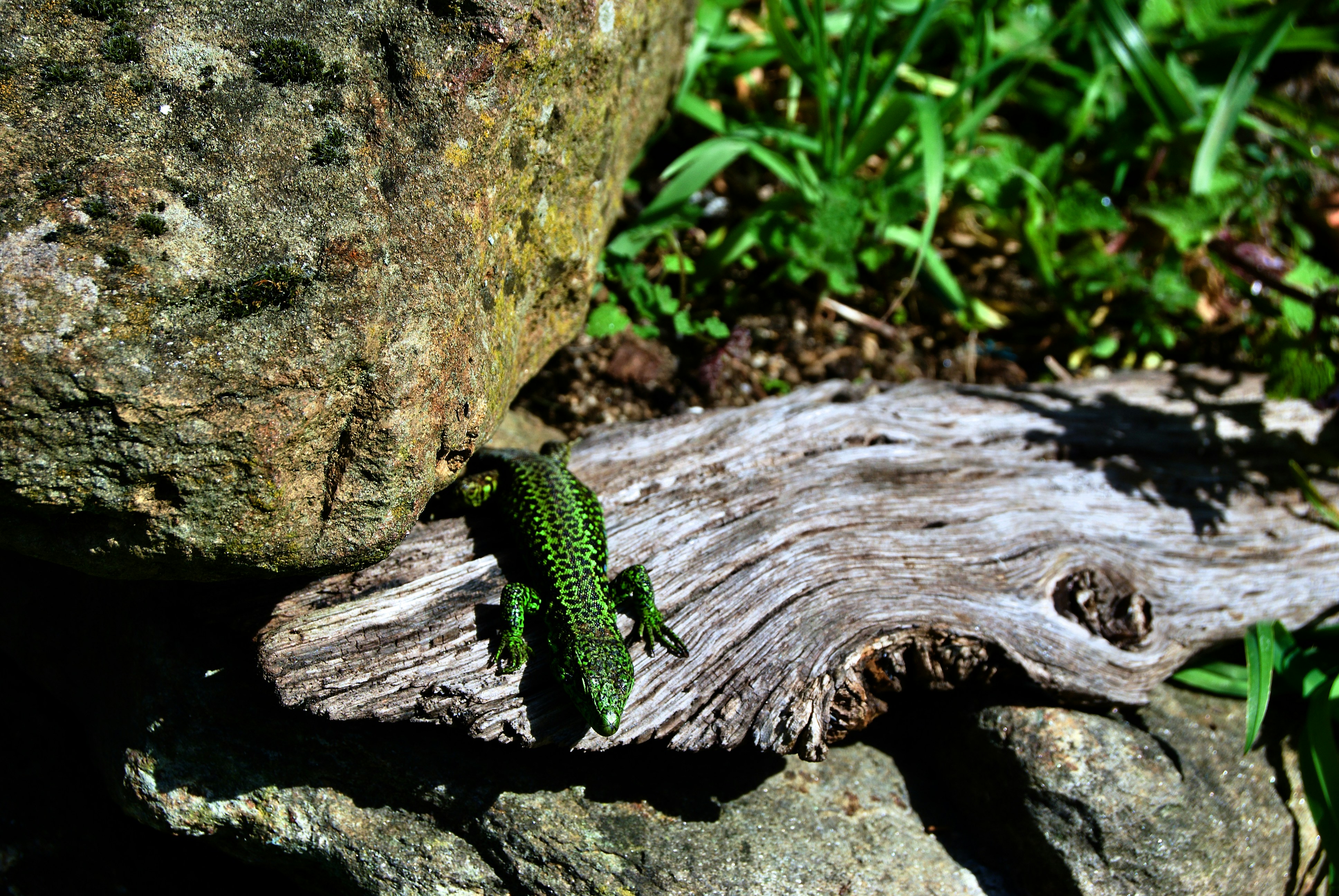 Emerald Gecko on Weathered Wood Between Stones