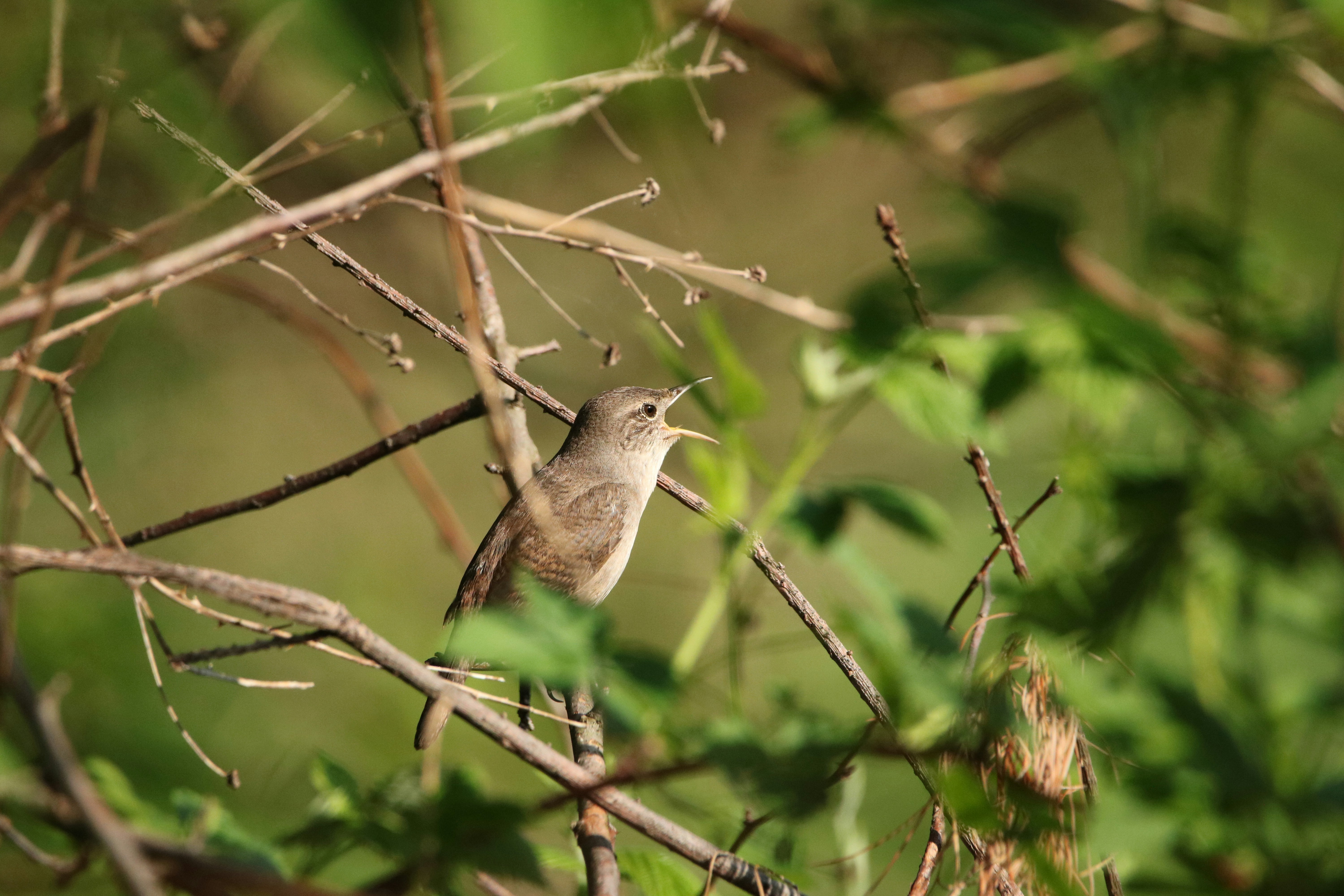 House Wren