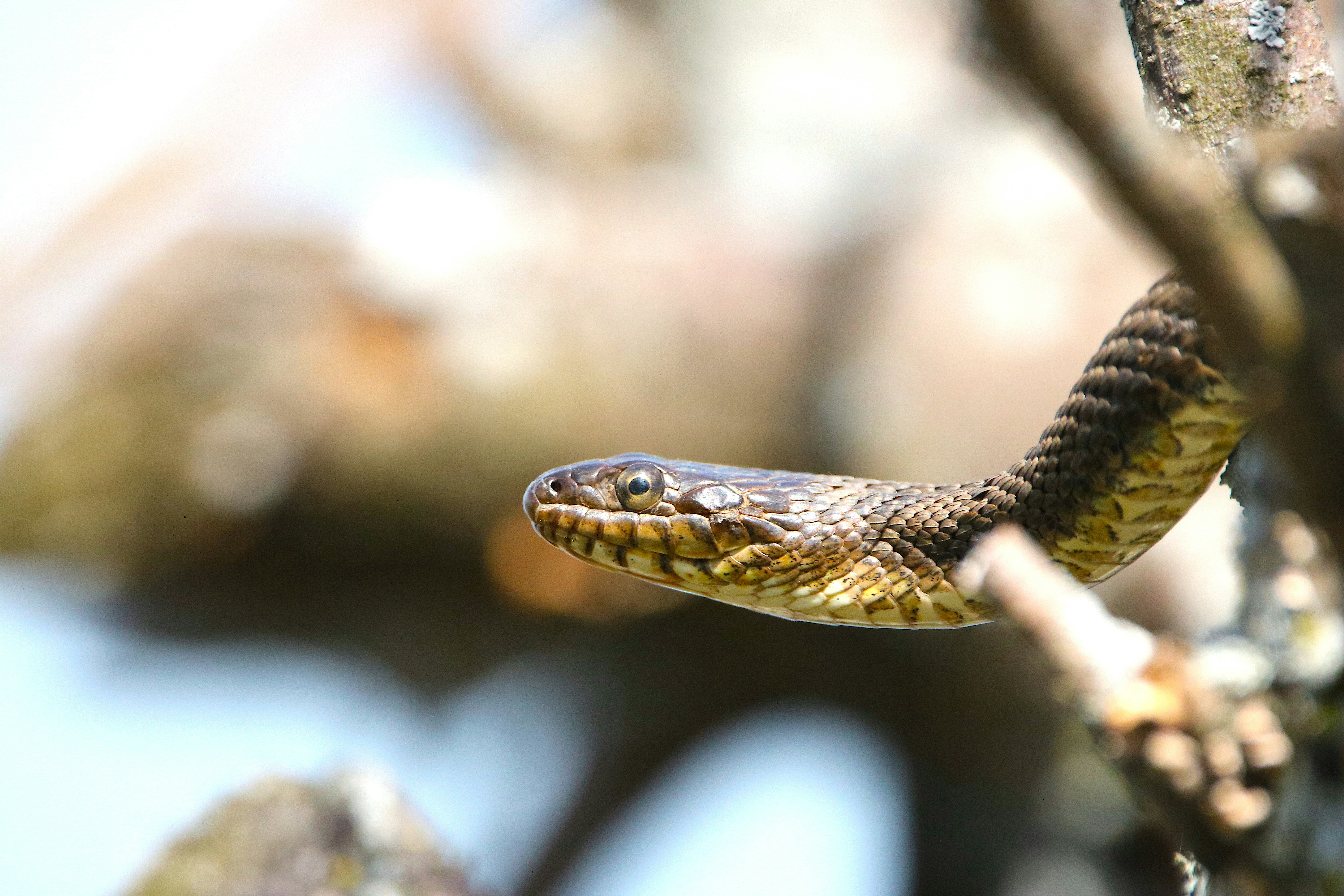 Northern Watersnake