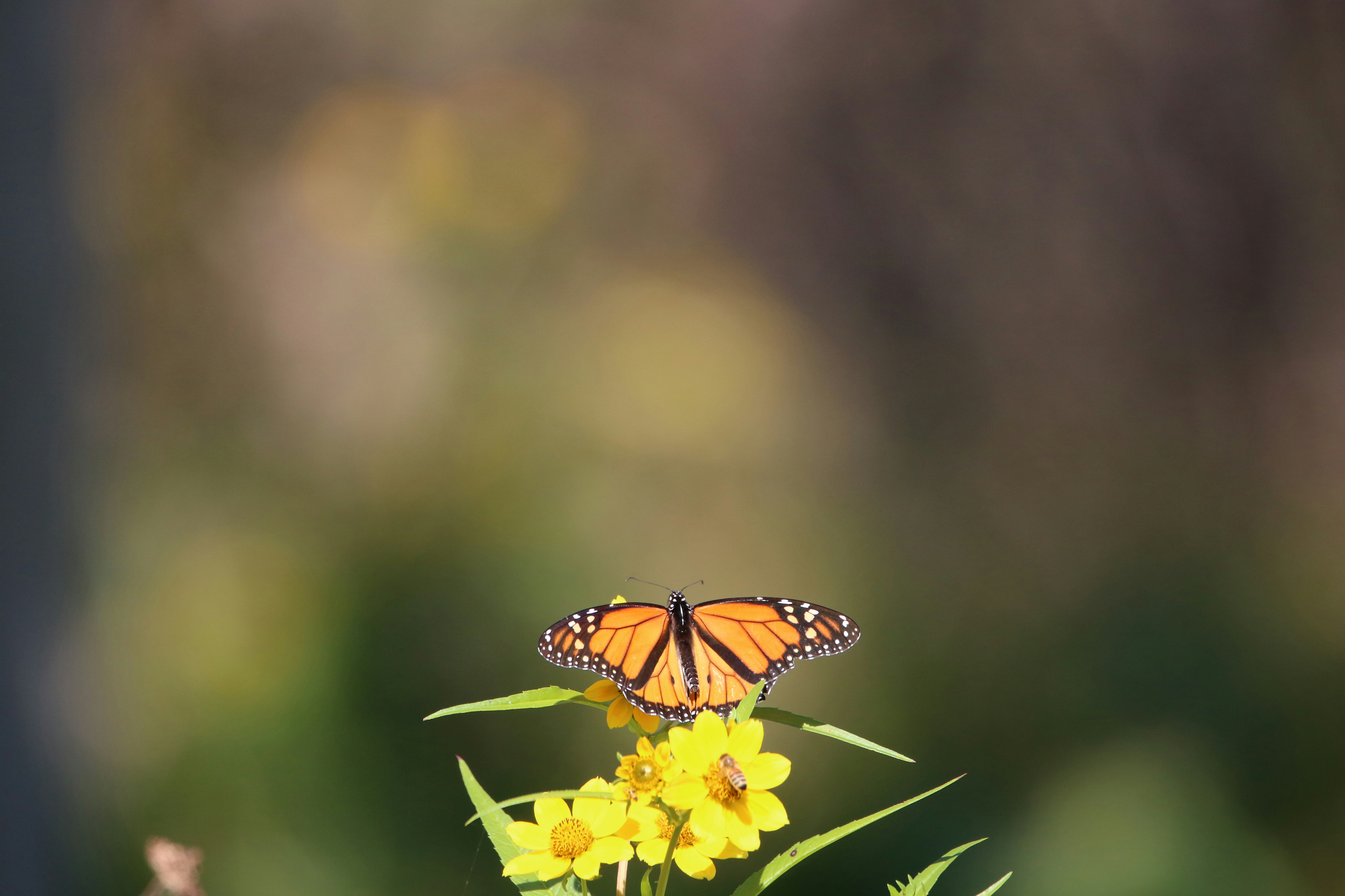 Monarch on a Sunlit Bloom: Quiet Focus in a Blooming Field