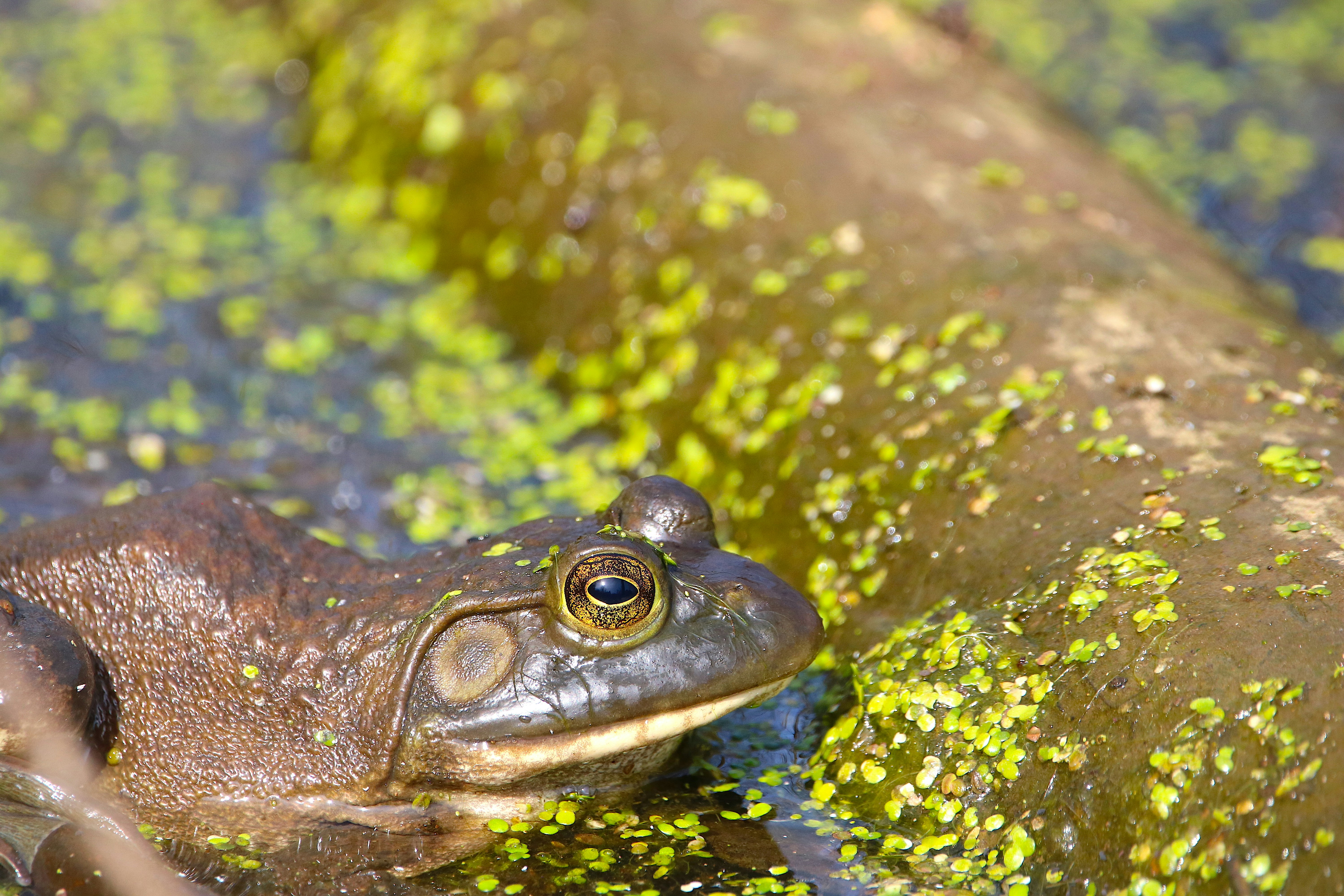 Bullfrog