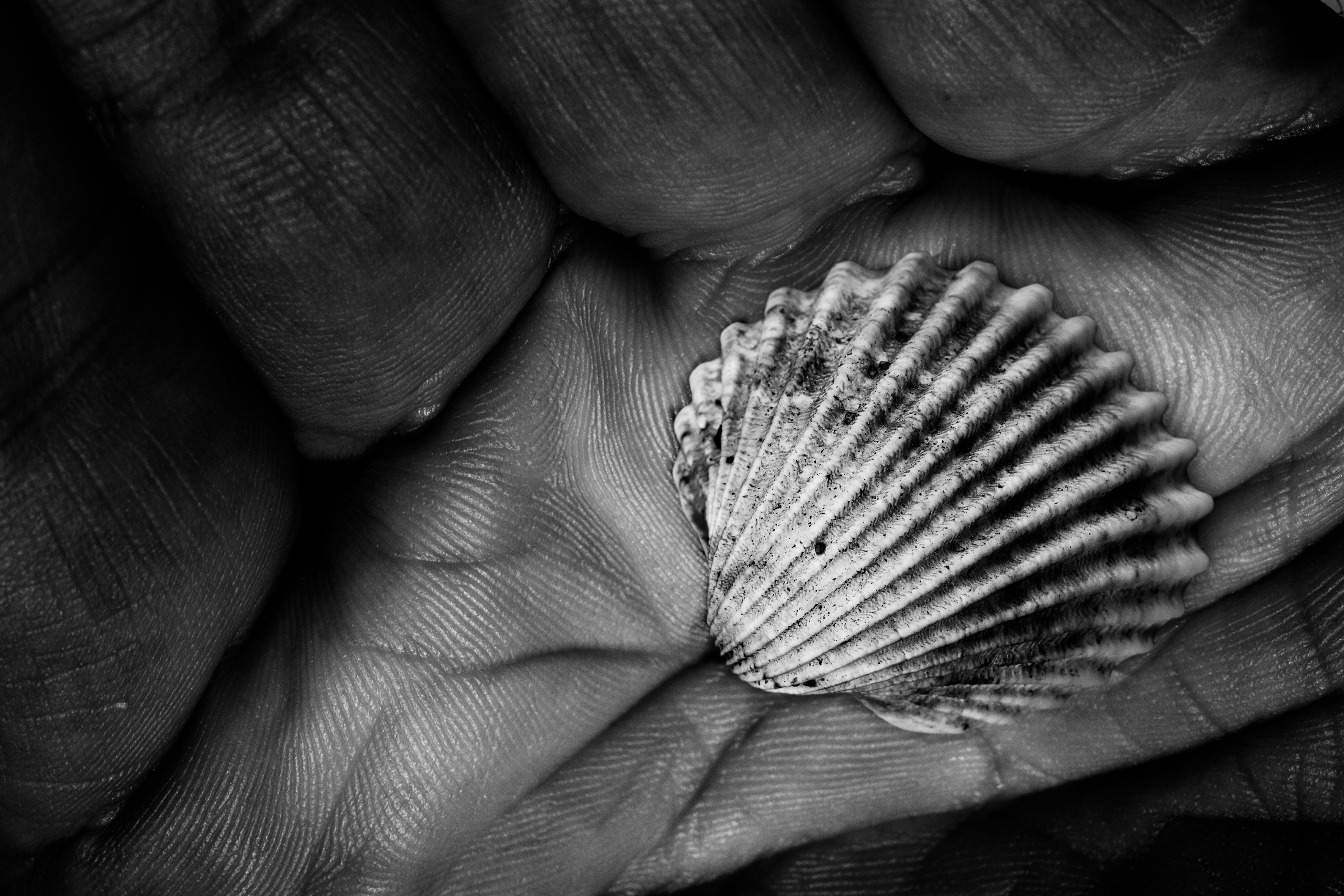 Intimate black and white close-up of a delicate seashell held gently in the textured palm of a hand, highlighting intricate patterns and a sense of connection to nature.