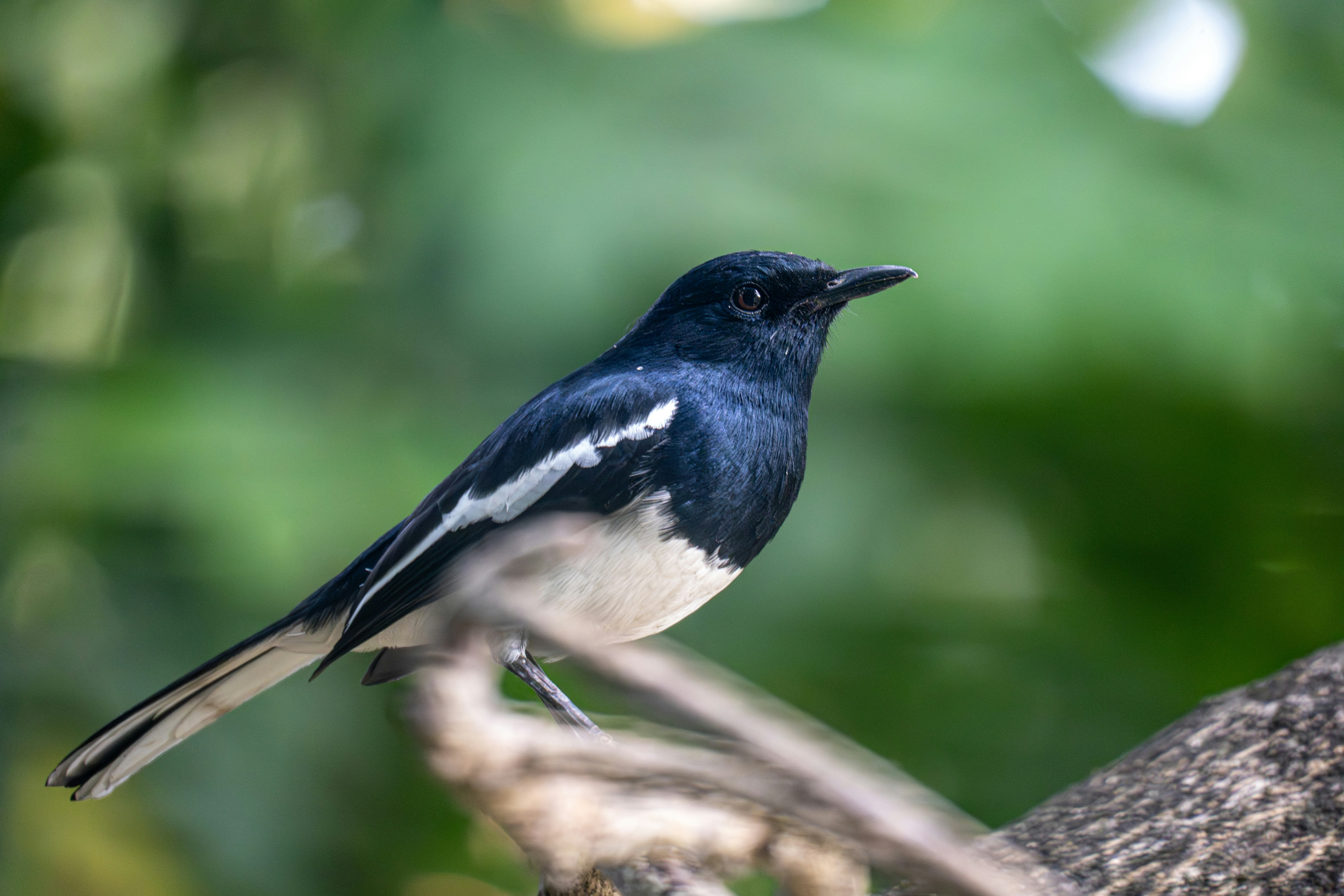 Oriental magpie-robin (দোয়েল); the national bird of Bangladesh