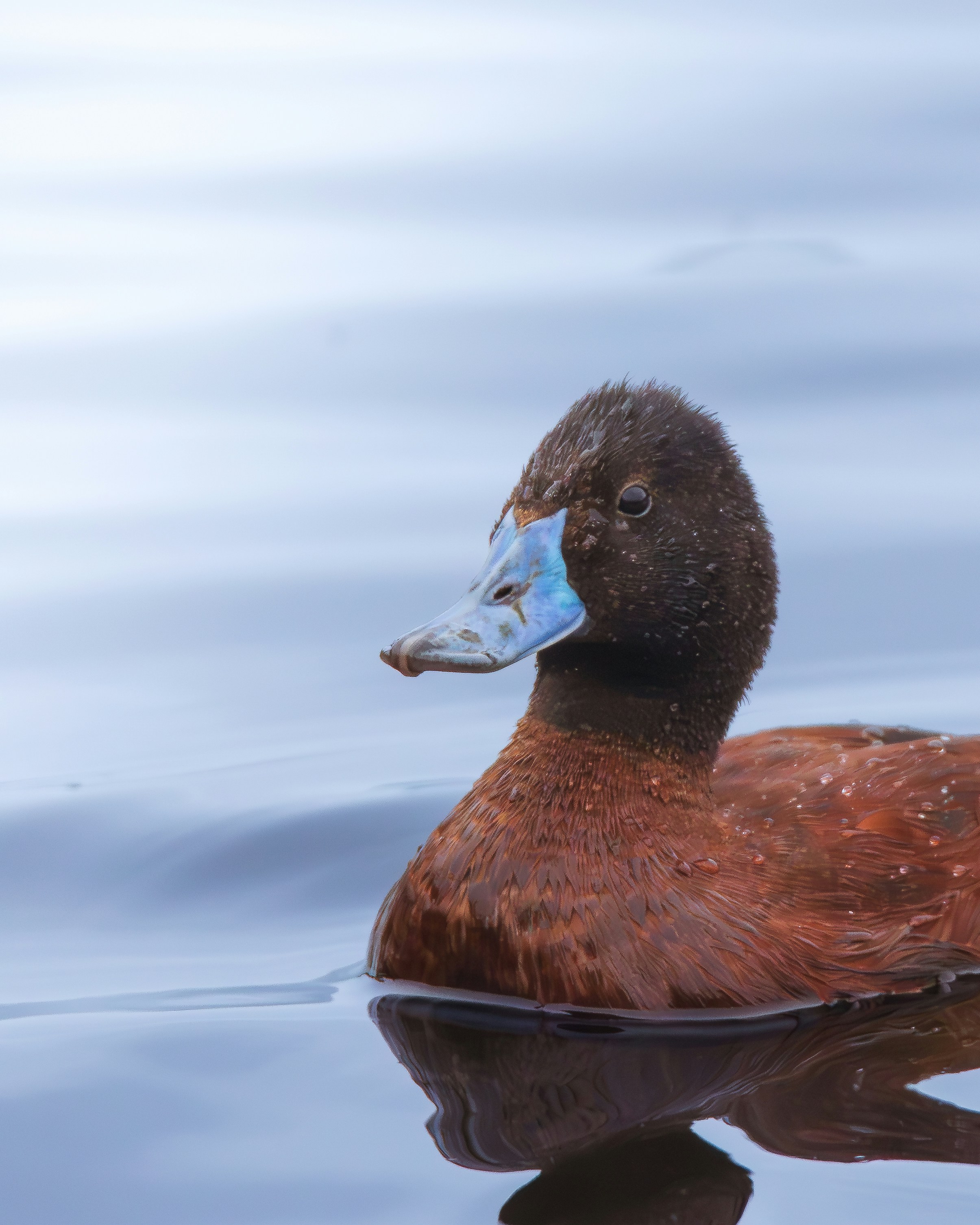 Descripcion IA: Un pato de plumaje castaño navega serenamente sobre aguas tranquilas. Su distintivo pico azul contrasta con los tonos cálidos de sus plumas, mientras la superficie del agua refleja sutilmente su silueta.