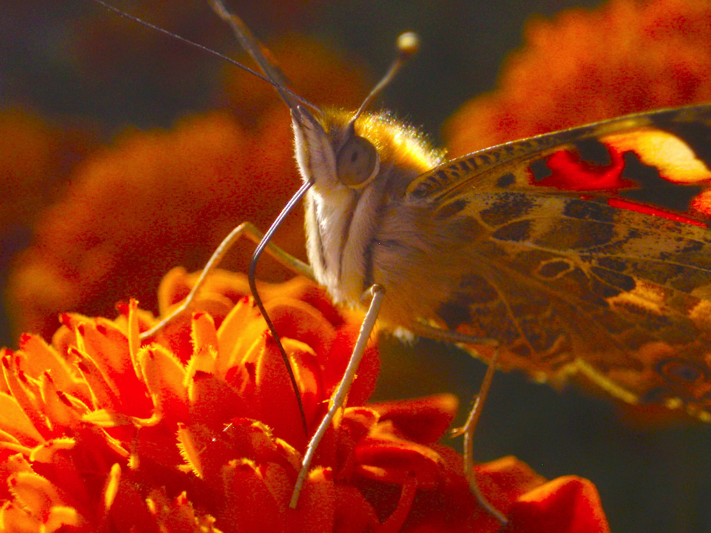 Close-up of butterfly hanging out on an orange marigold blossom. This butterfly allowed me to take quite a few images of it without complaint.
