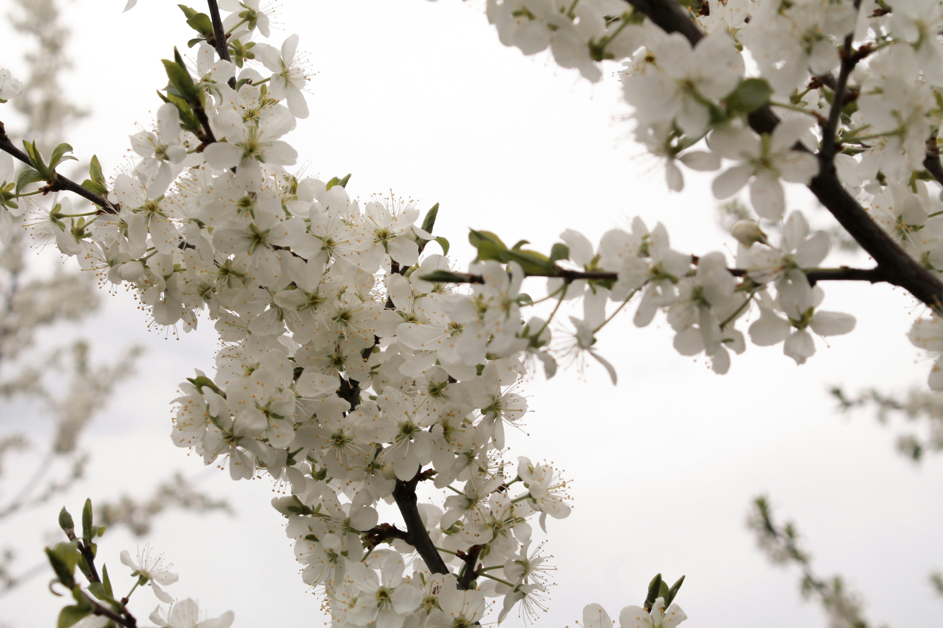 Blossoms in Soft Focus: Spring's White Whisper
