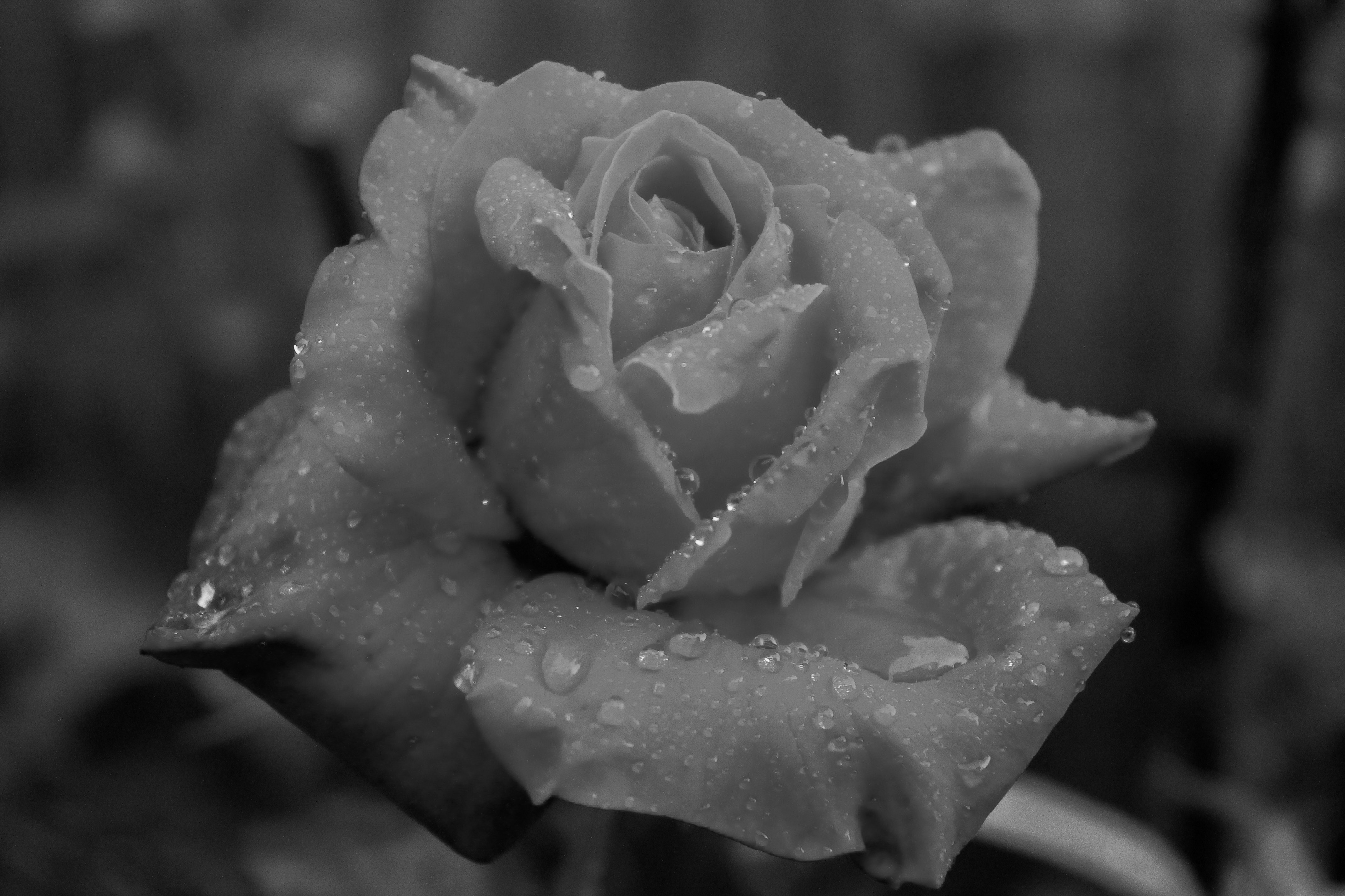 Close-up of a rose in black and white with water droplets on the petals.