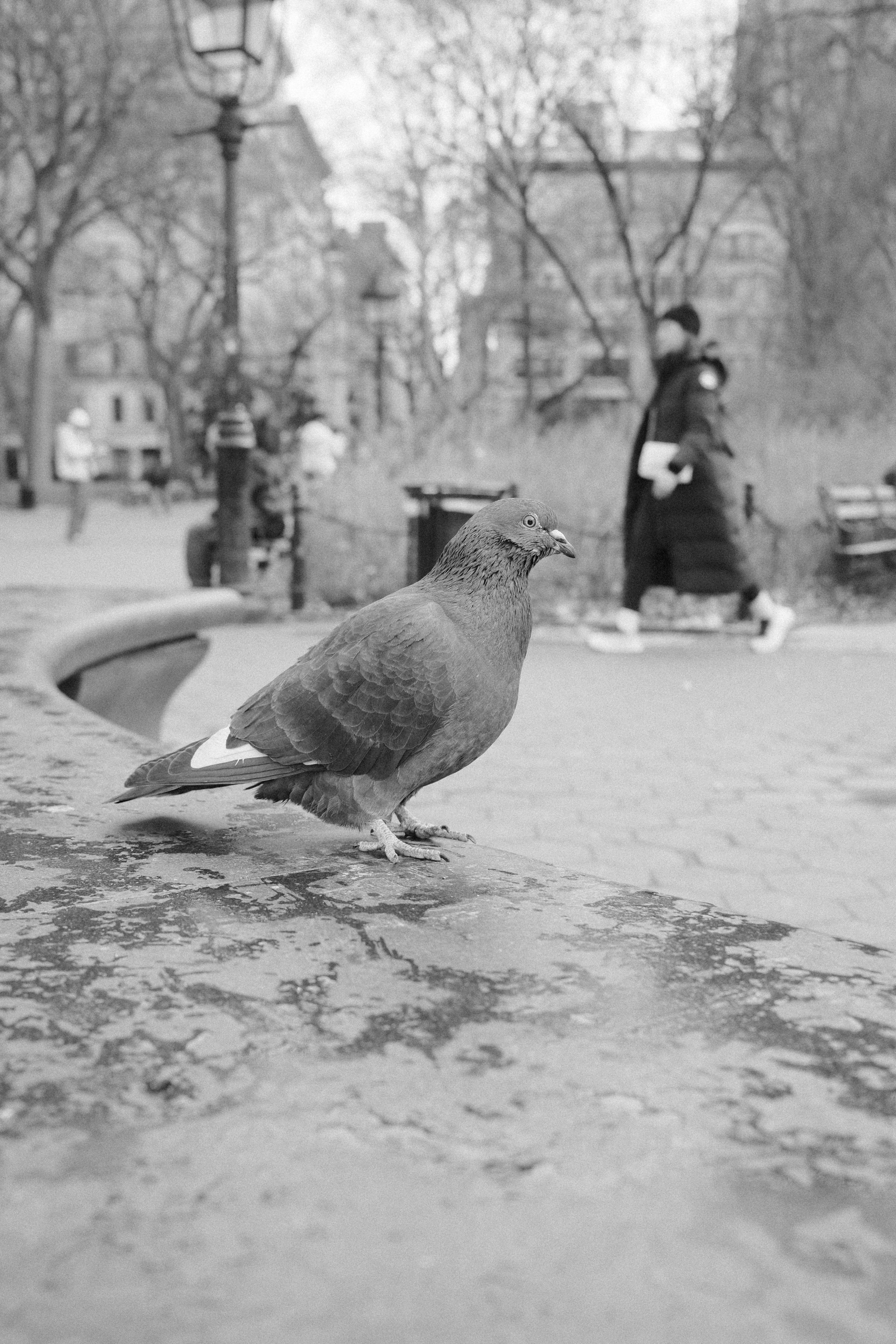 Concrete Stage: A Sparrow-Gray Pigeon Commands a Park Bench