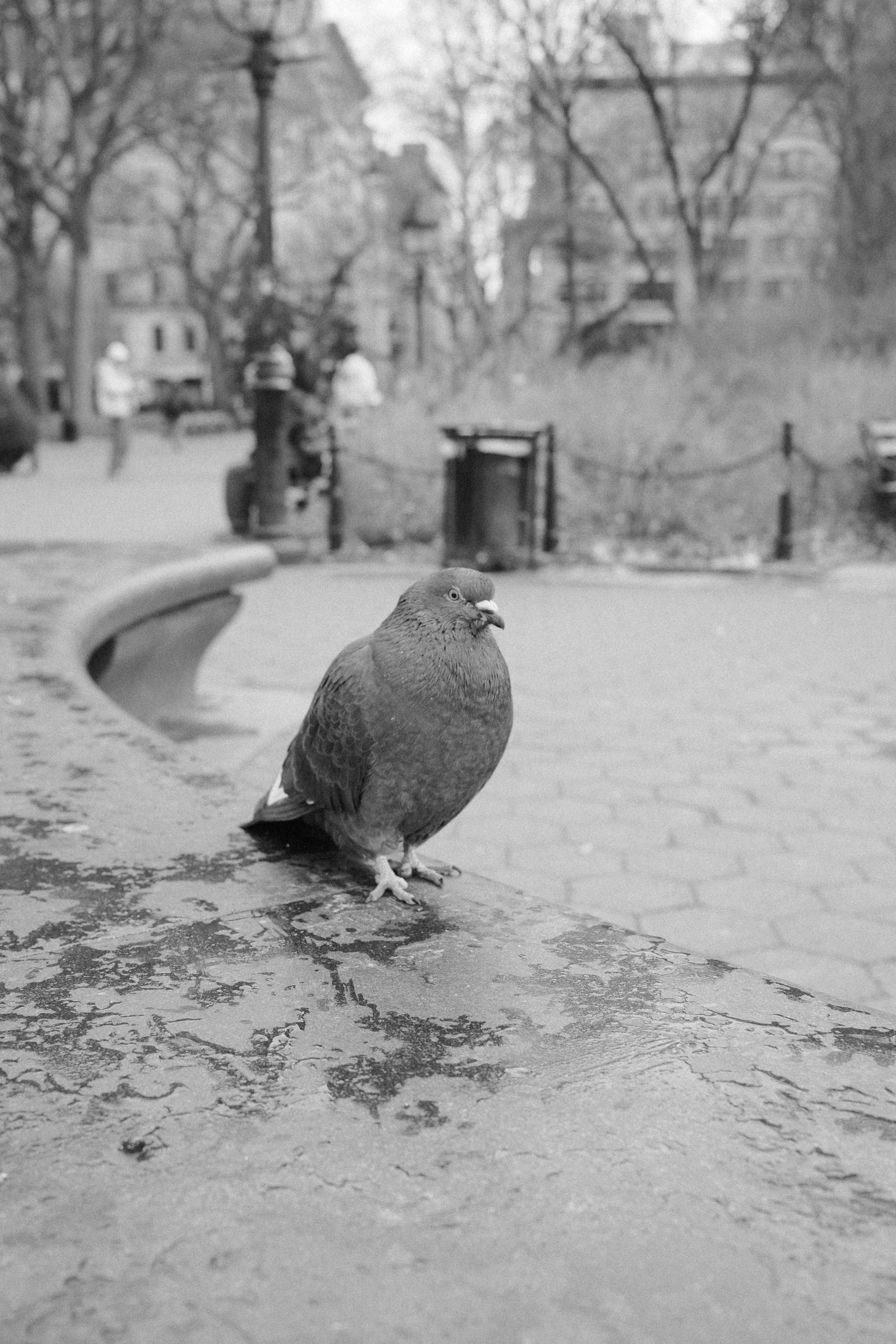 Pigeon's Quiet Moment on Wet City Pavement