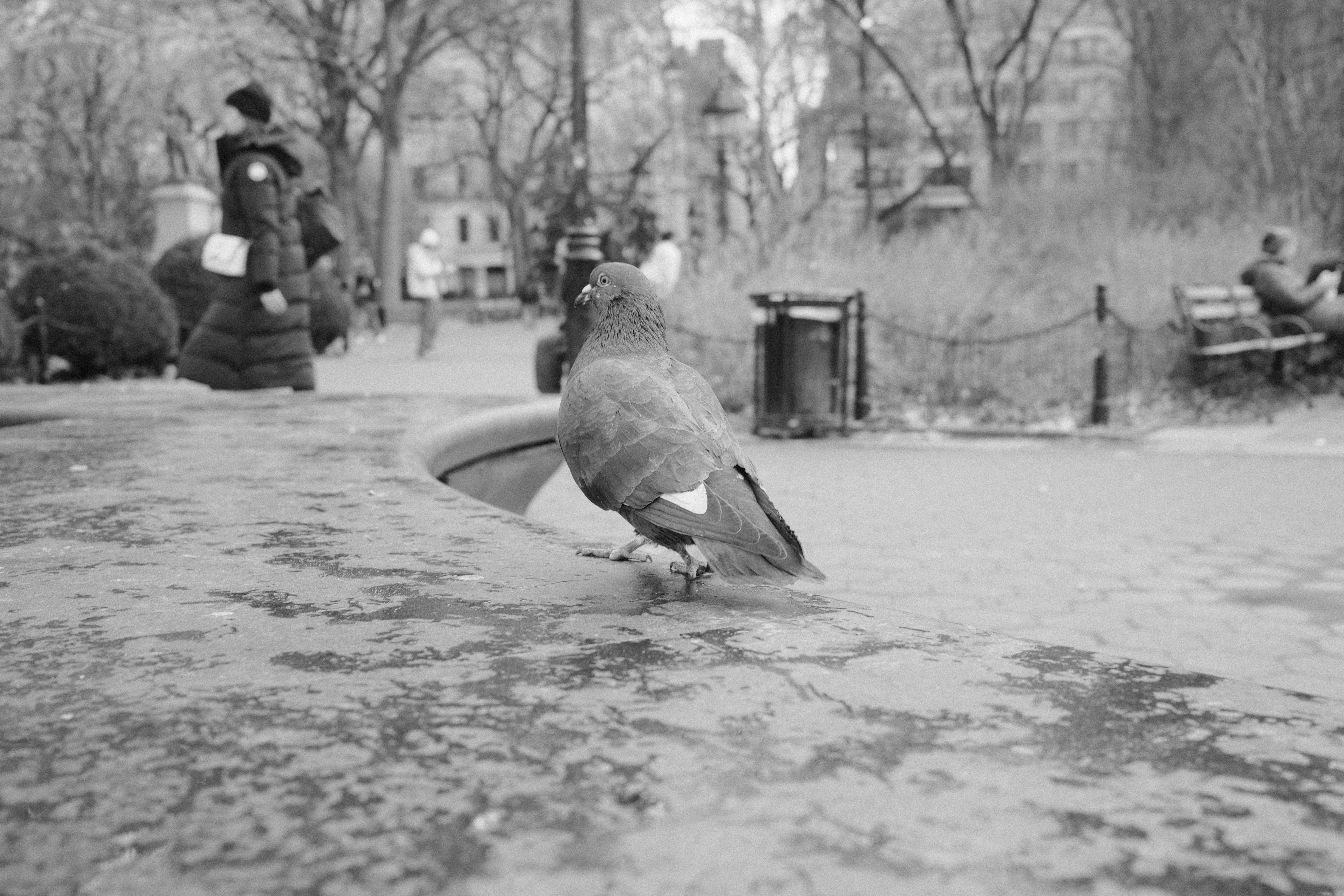 Urban Dove: A Quiet Moment on a Winter Walk