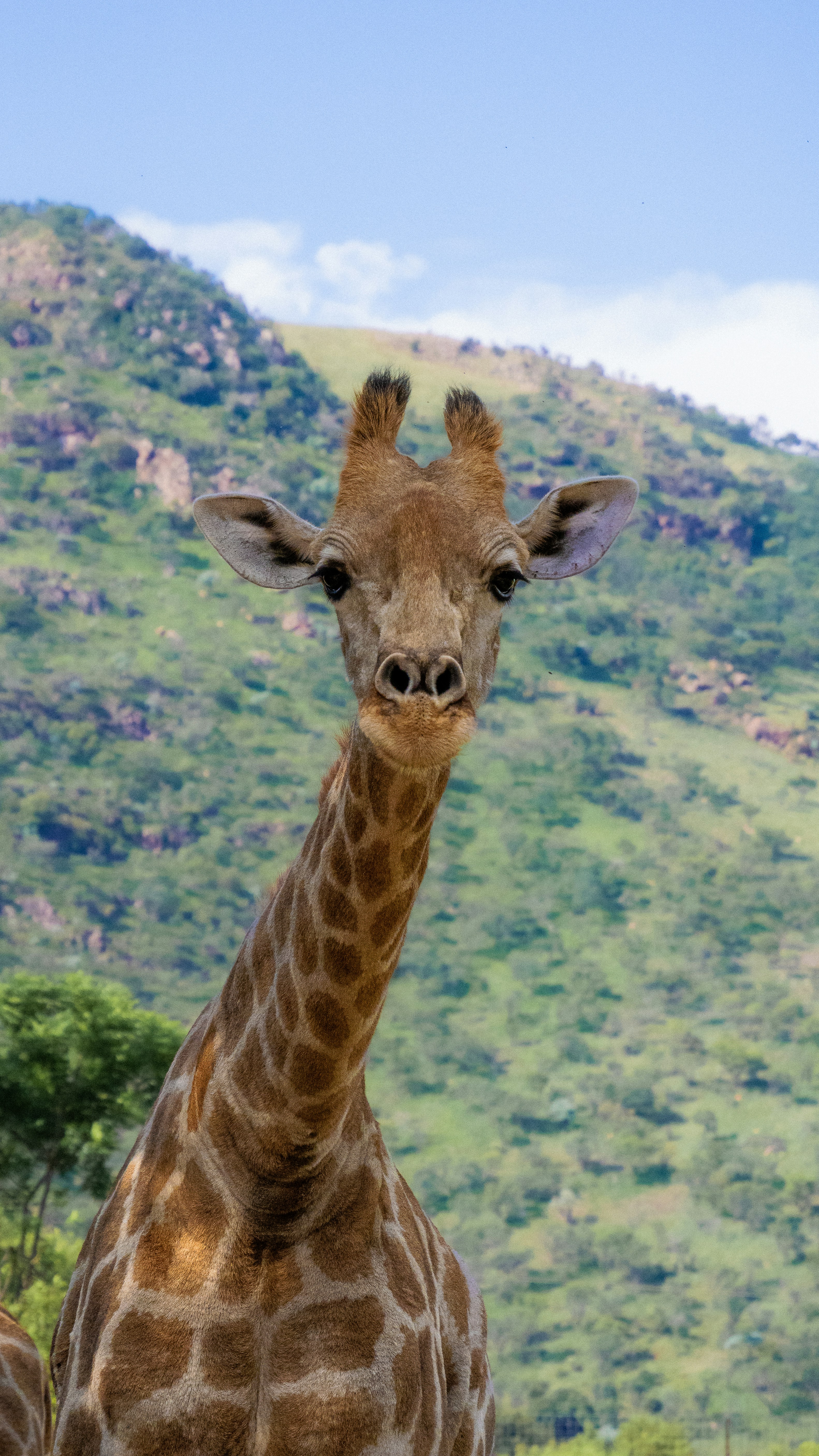 Hello there, human. Just a curious giraffe saying hi.