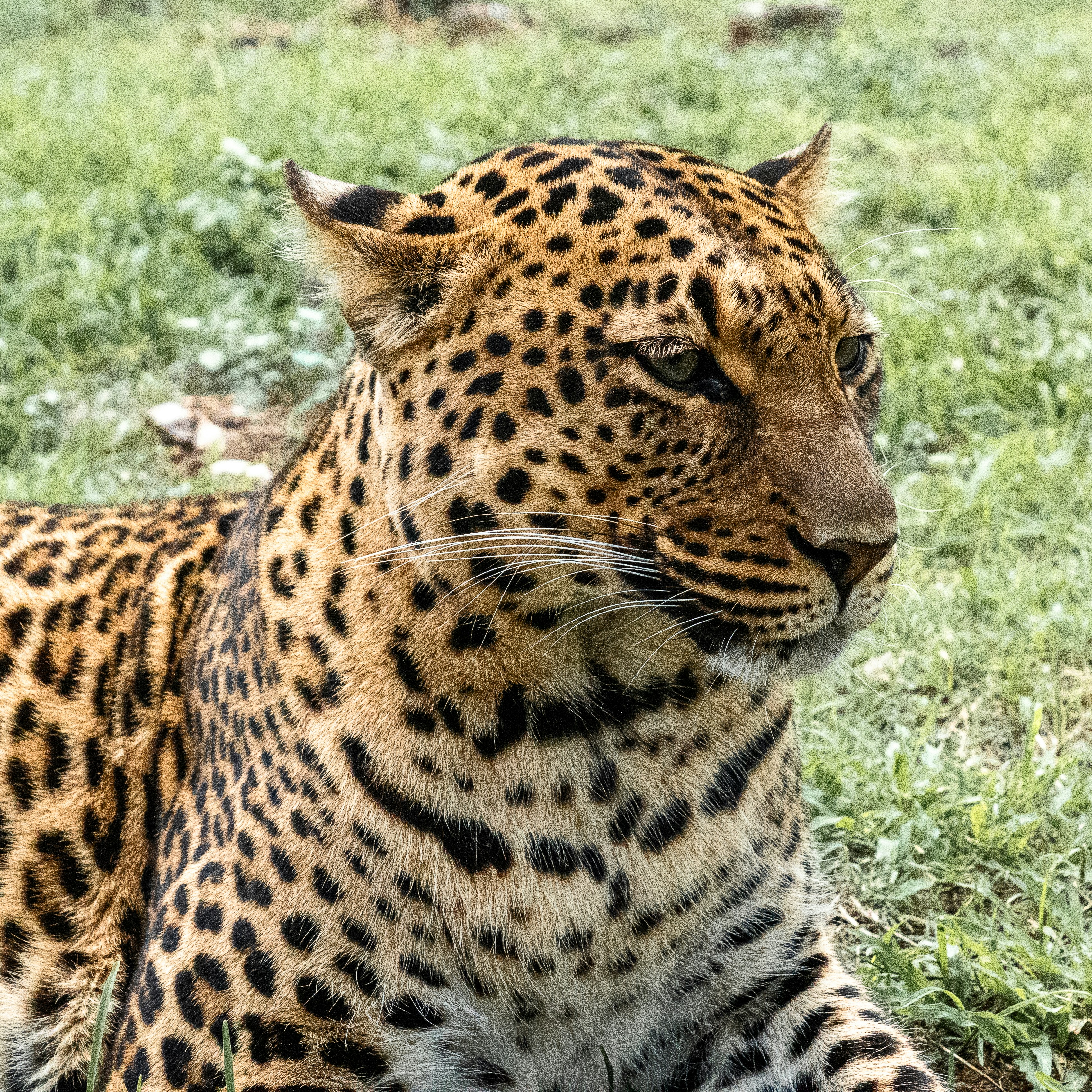 Leopard Gaze Across the Grassy Spotlight