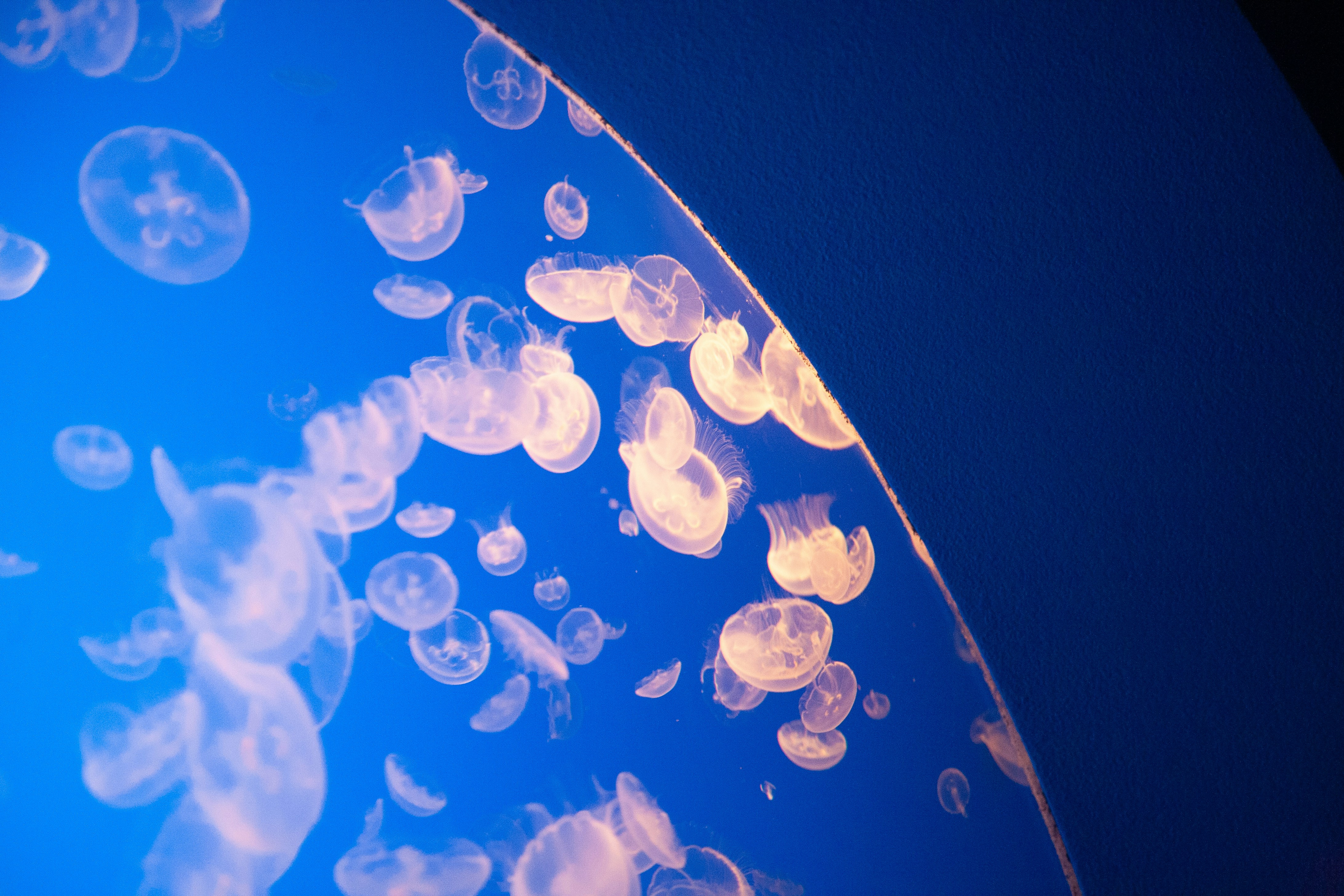 Luminous Jellyfish Drift Across a Neon Blue Panorama