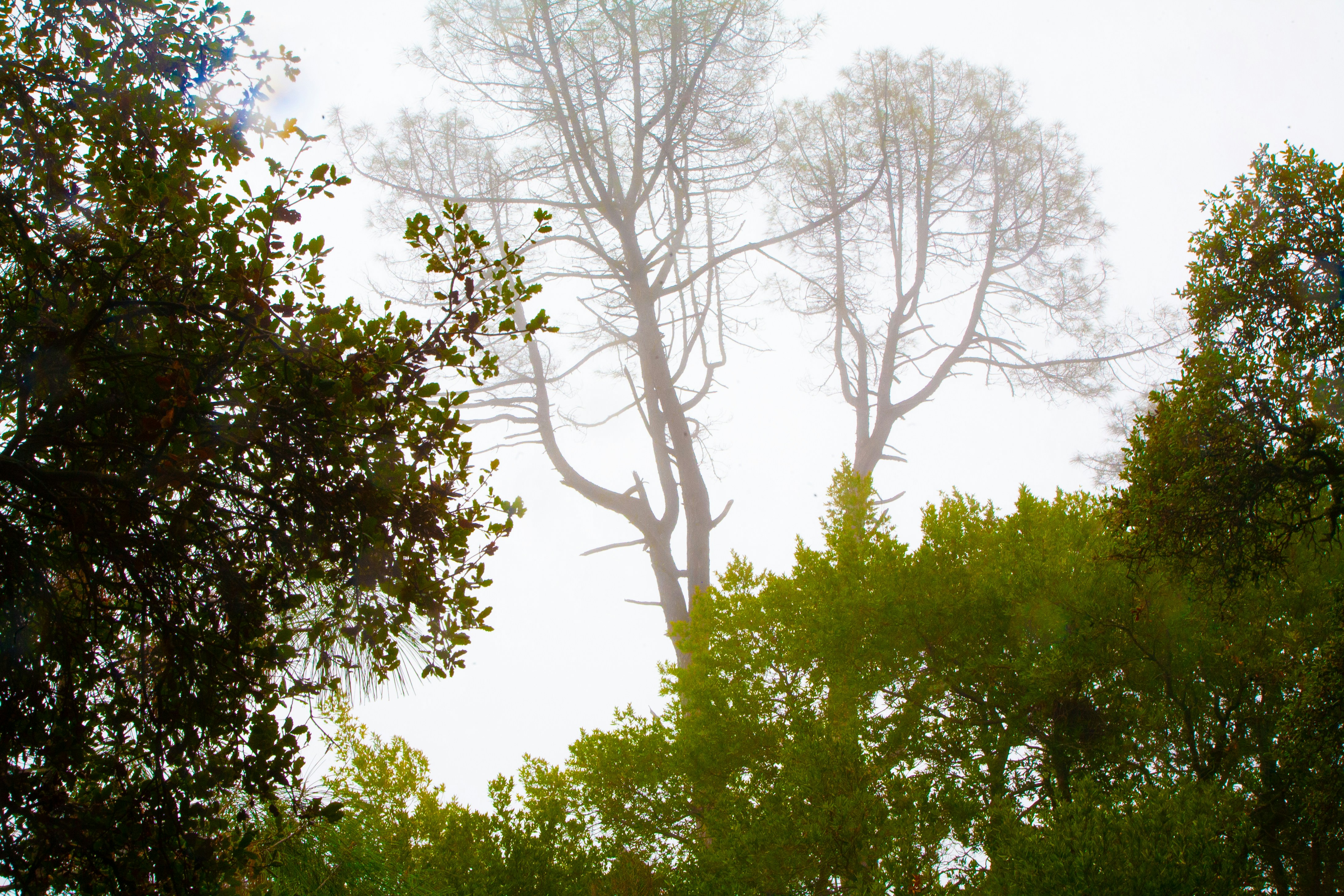Emerald Canopy: Towering Pines Above a Quiet Woodland