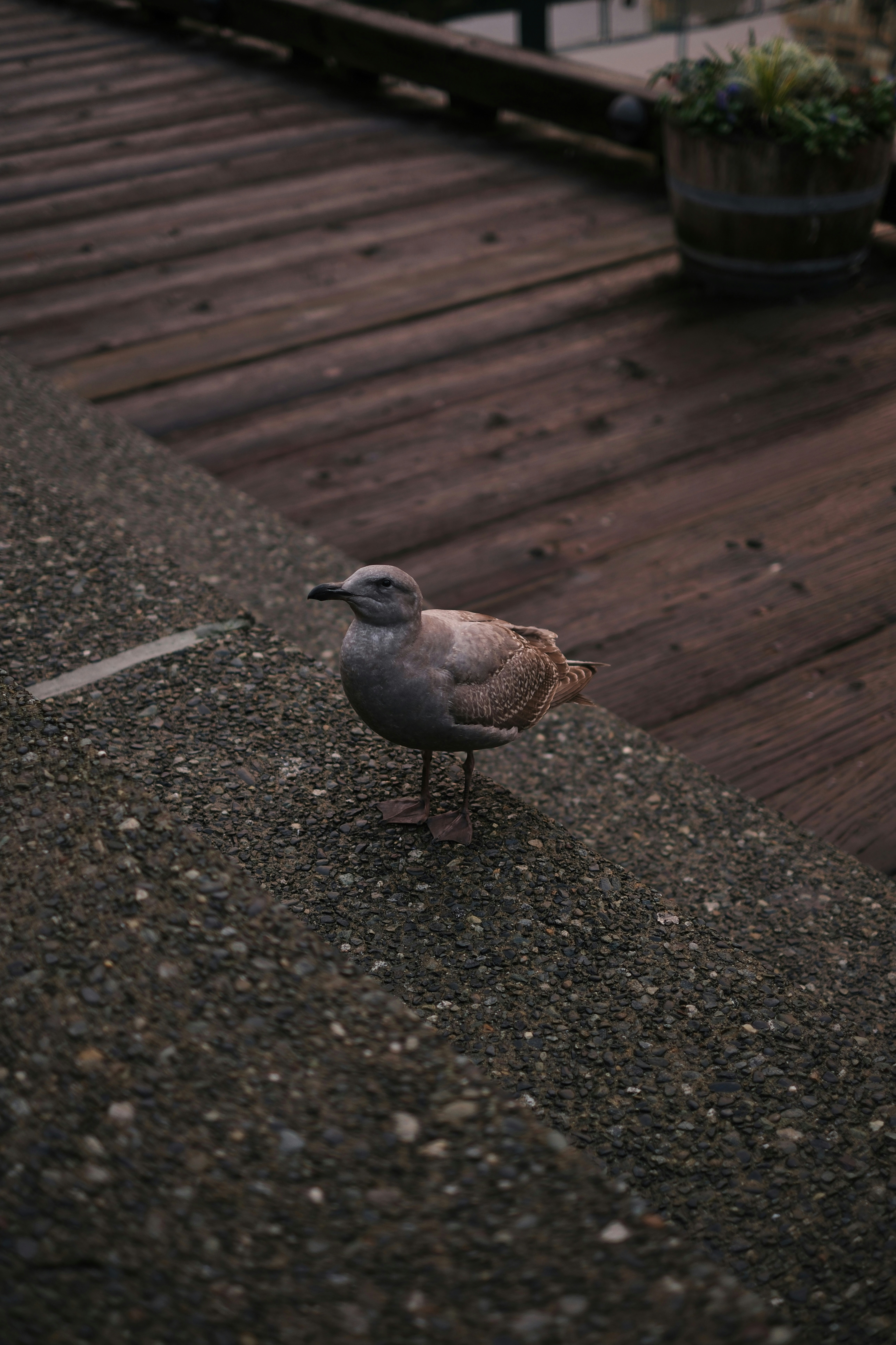 Instagram - @kaprion