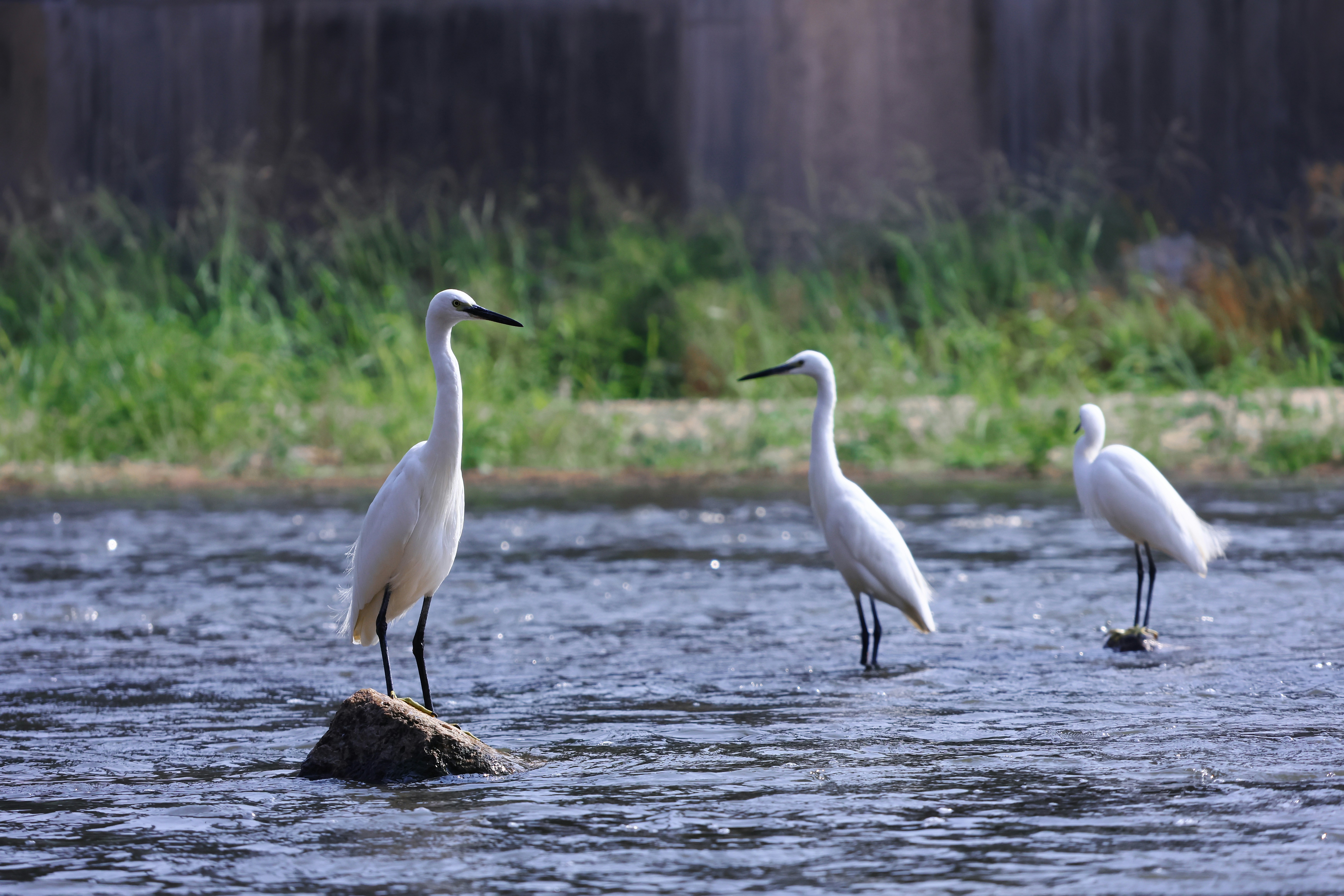 Photo by Biki Z with Canon EOS R7