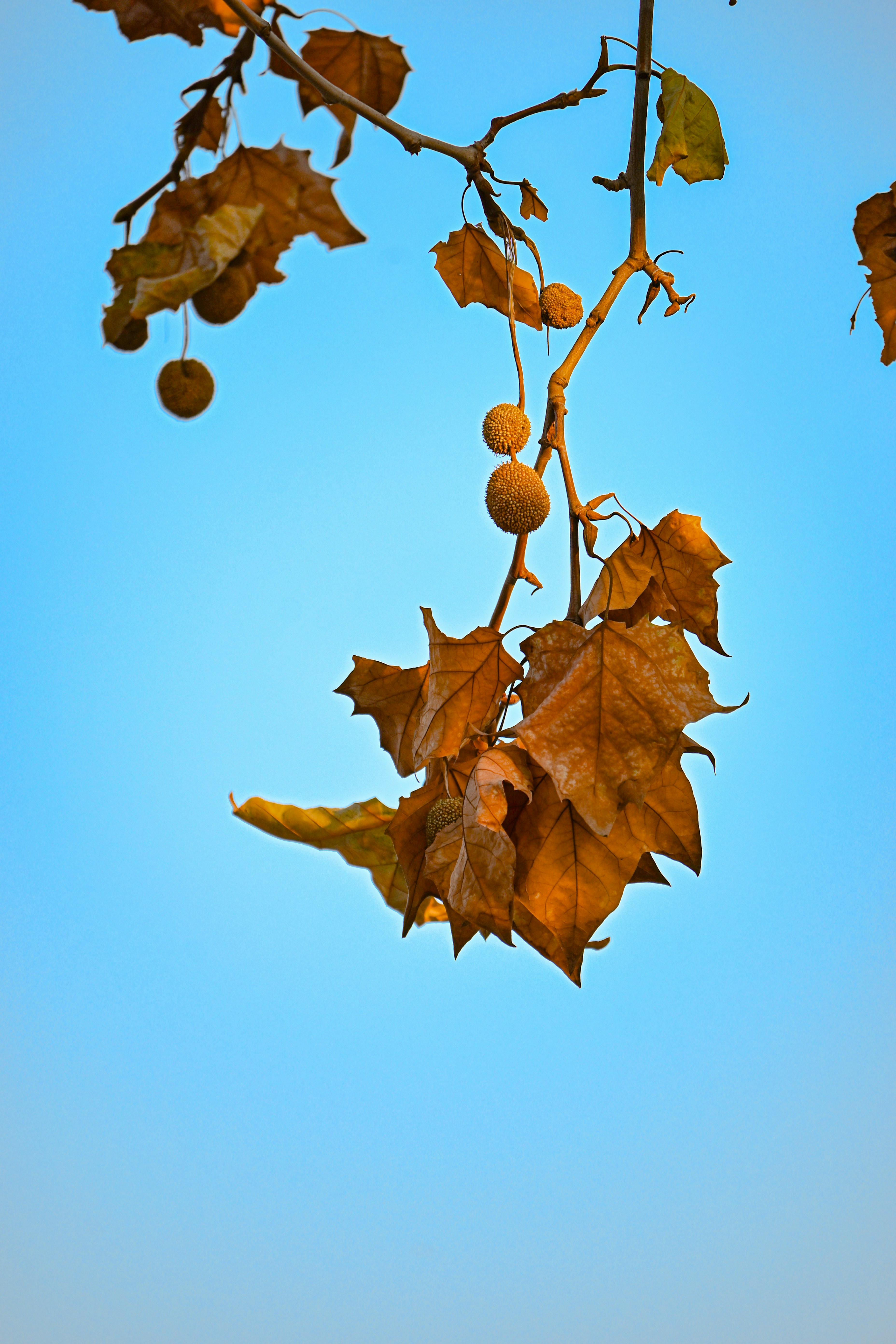 Autumn tendrils against a cobalt sky