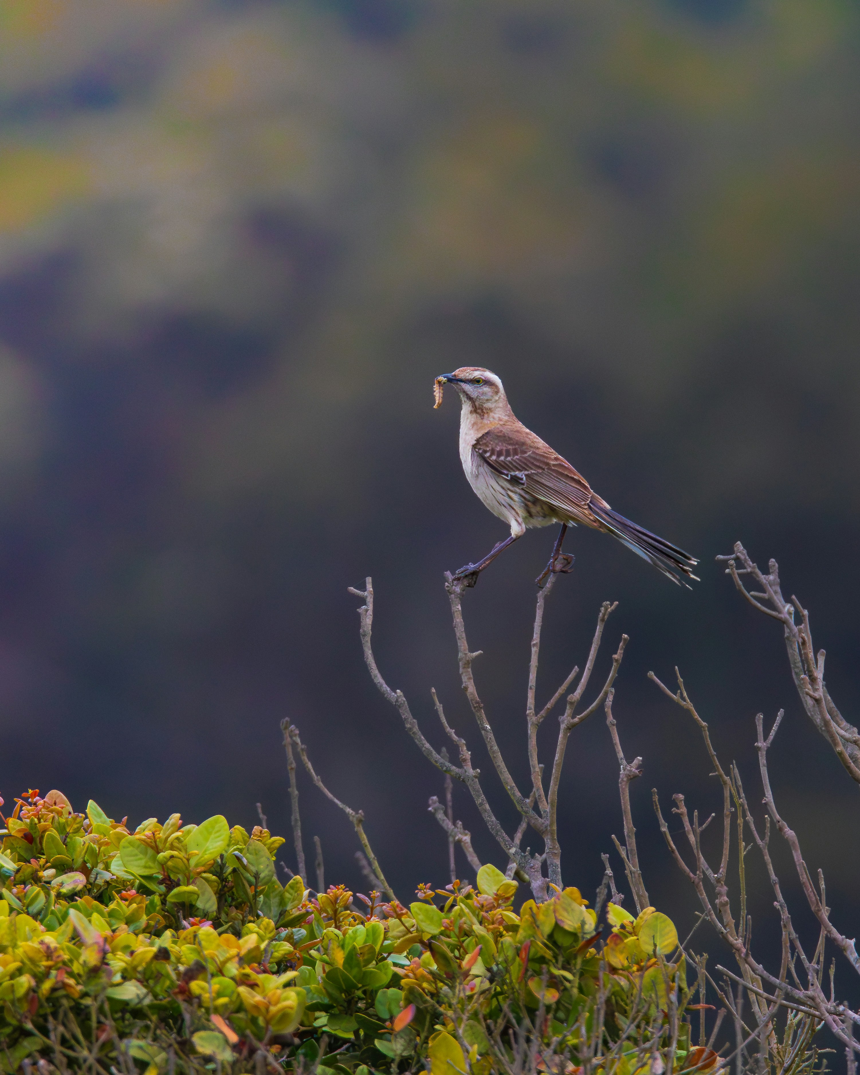 Perched Songbird with Worm Meal Against Autumn Scrub