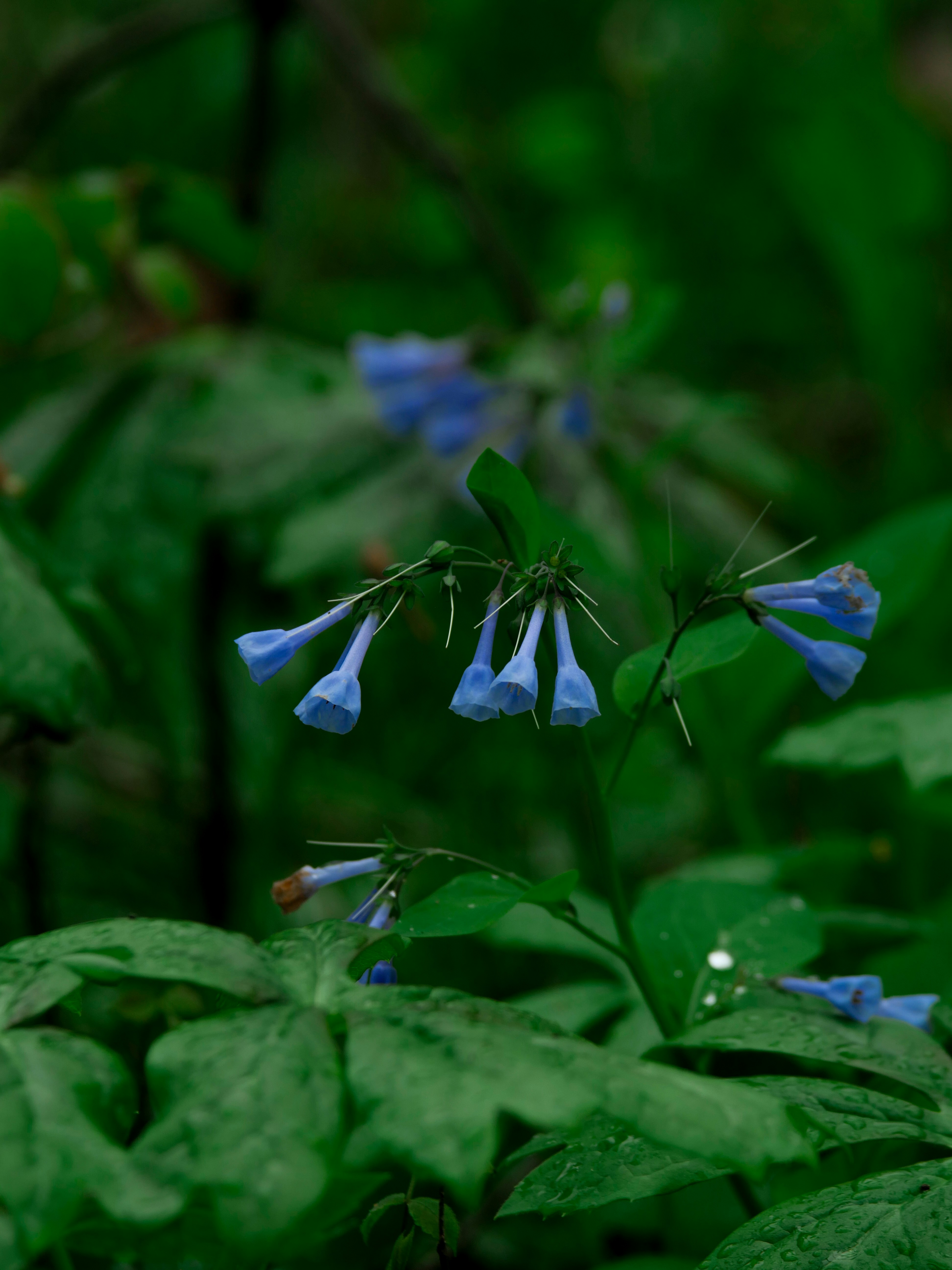 Delicate blue wildflowers bloom in lush green foliage.