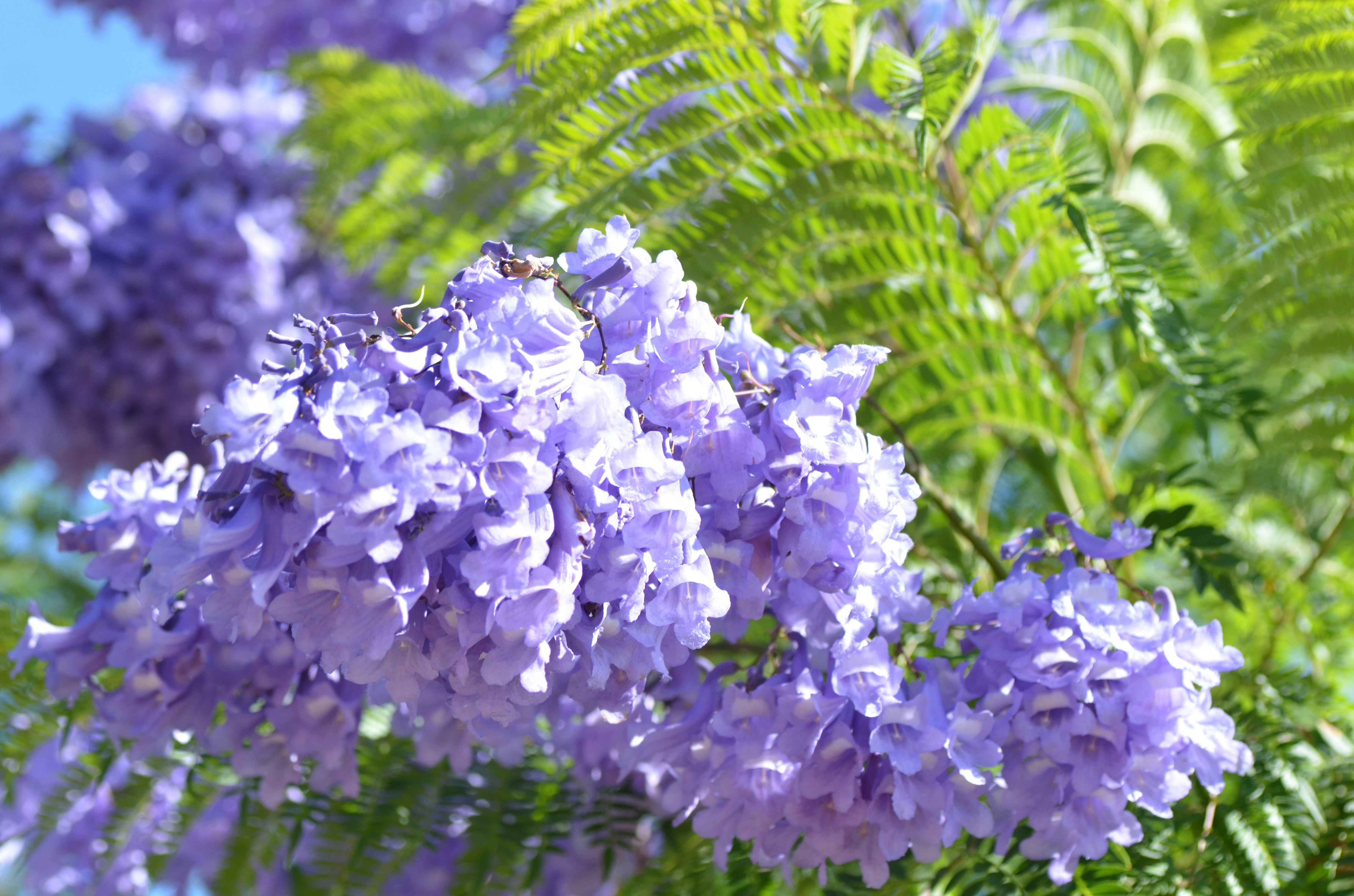 Lavender Cascade: Violet Blossoms Framing Ferns in Sunlit Garden