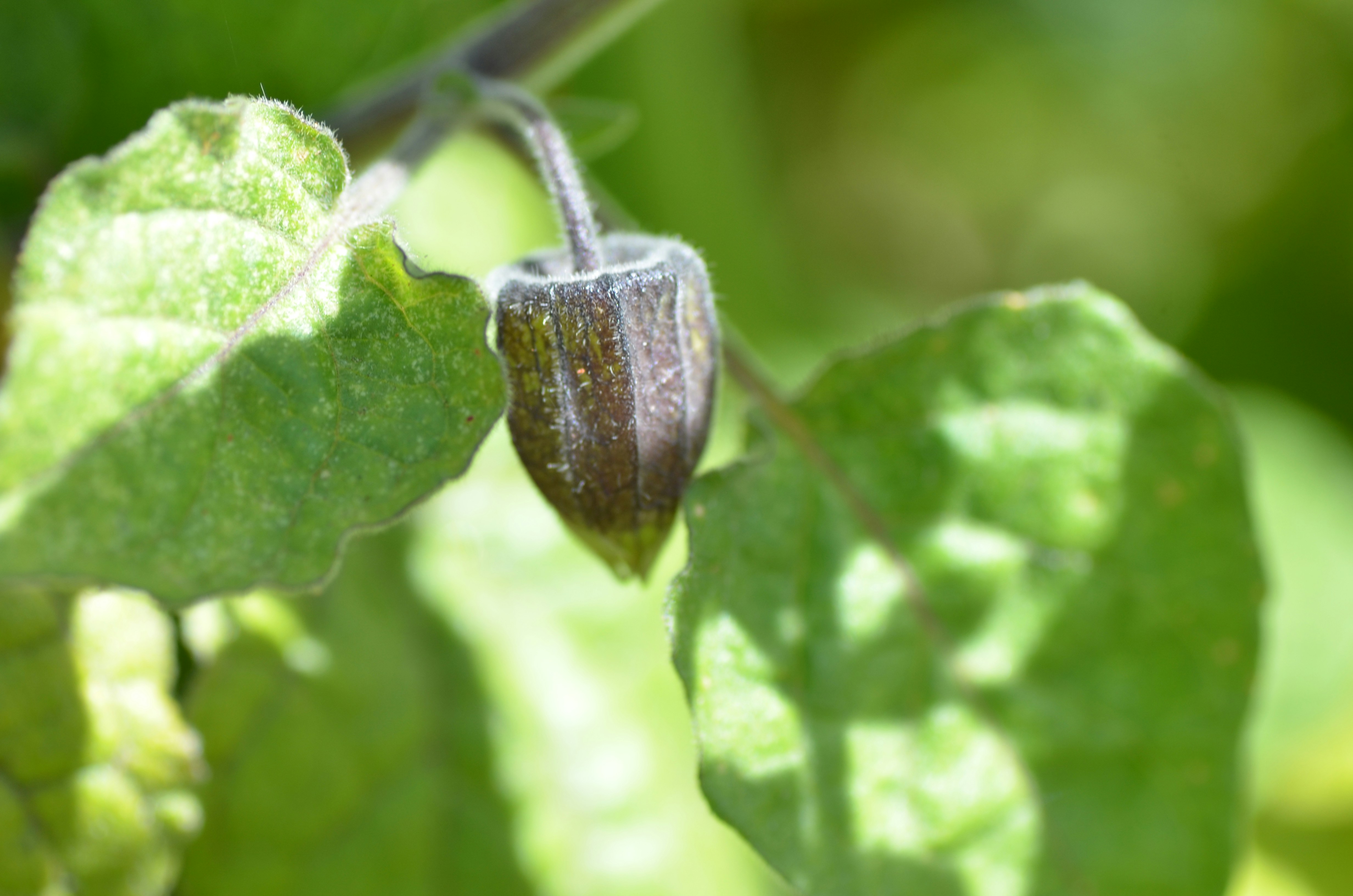 A Budding Purple Capsule：Close-Up on a Tiny Flower Pod Amid Fresh Green Leaves
