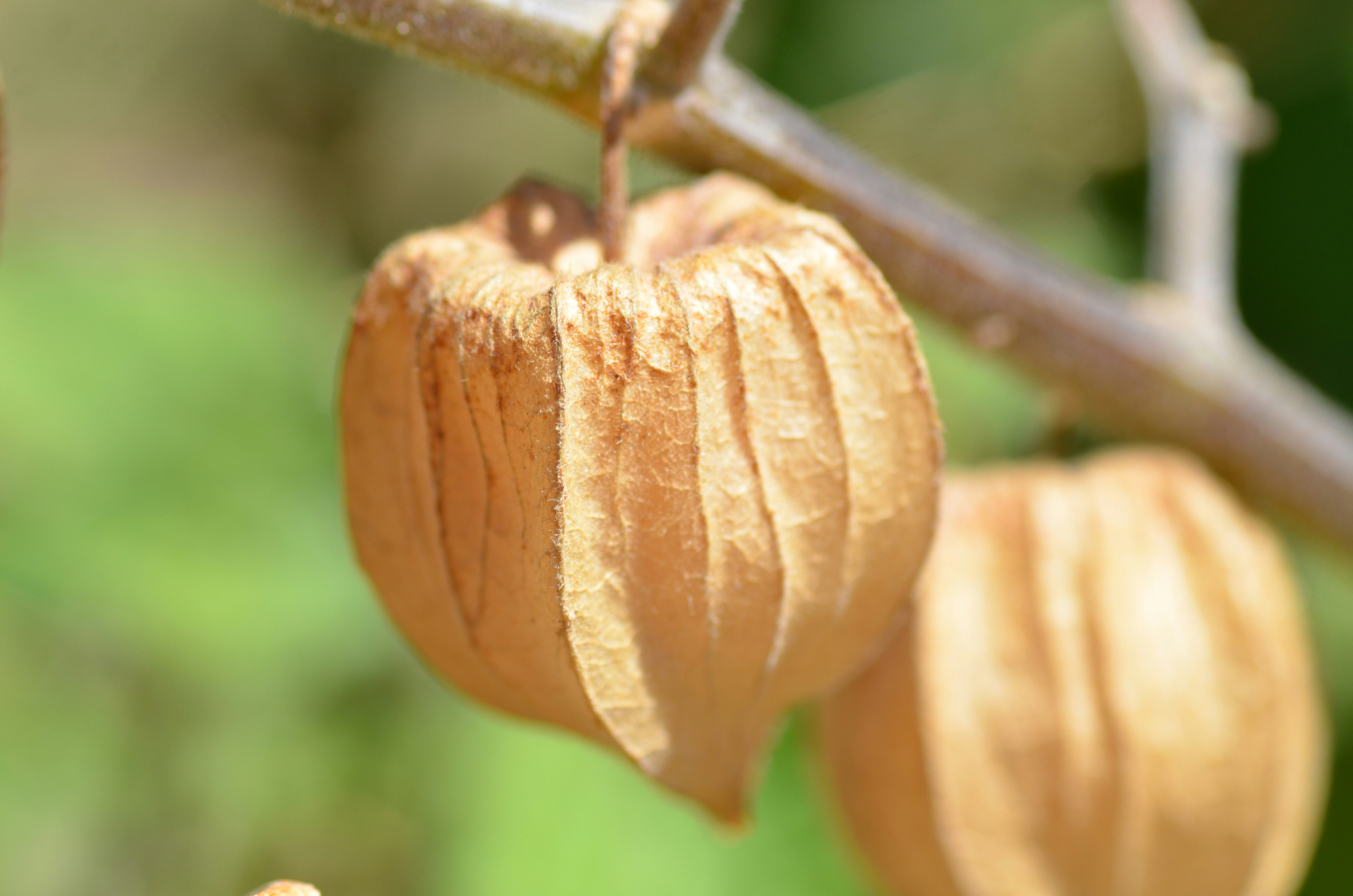 Desiccated fruit capsules on a sunlit branch