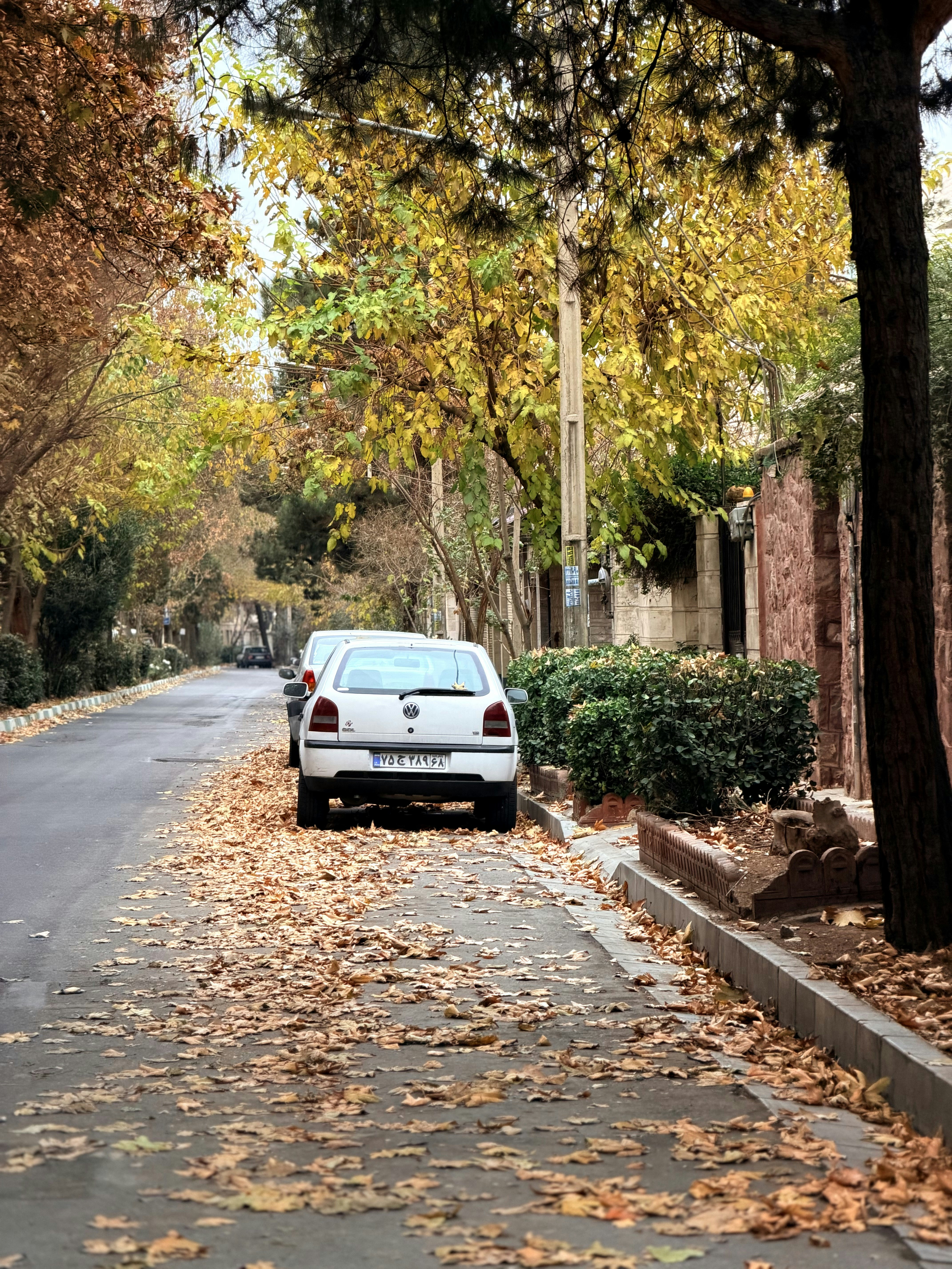 Autumn Street Quiet: A White Car Resting Beneath Falling Leaves