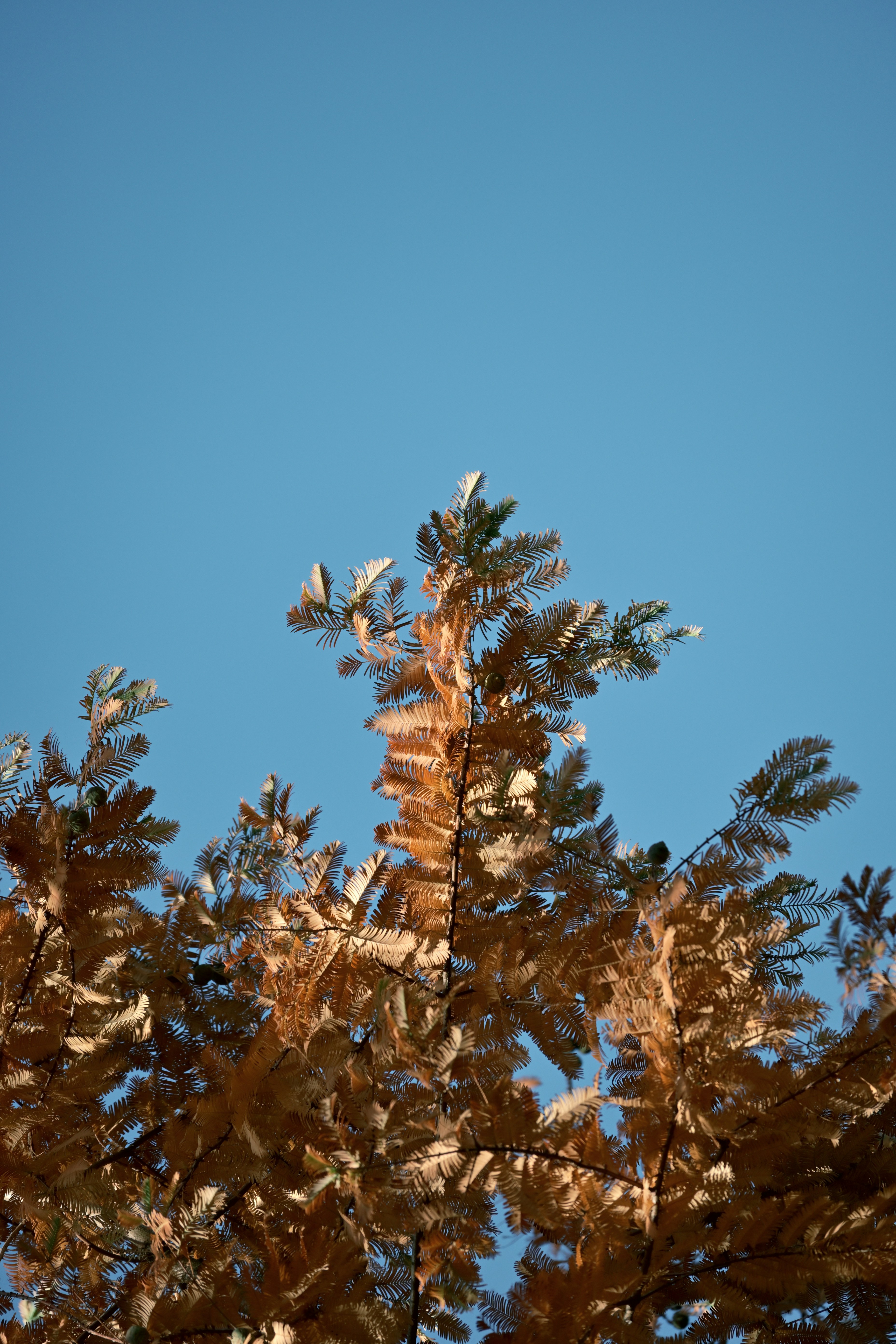 Photo by Fleeting Glow with Nikon Z30