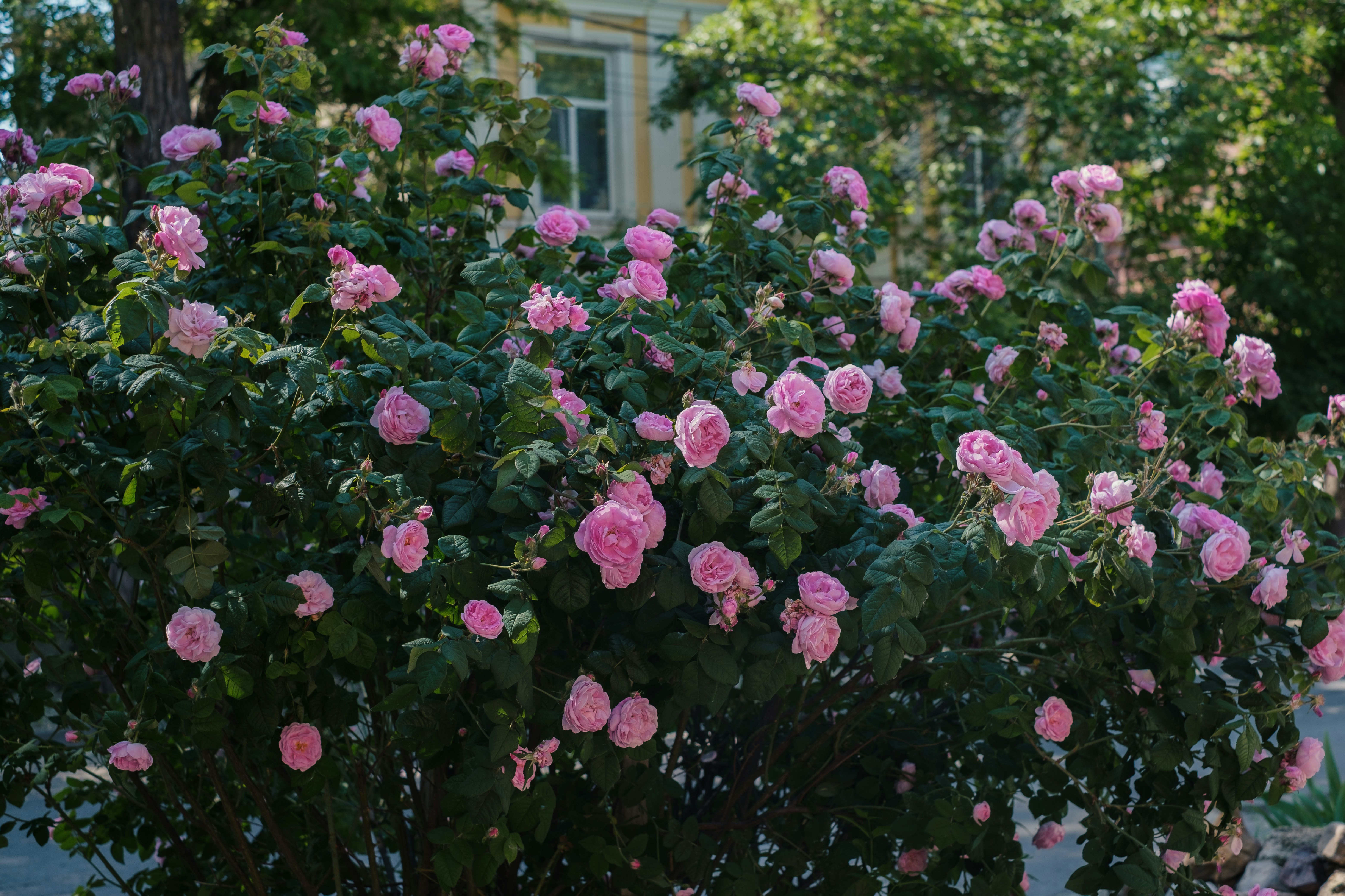 Pink Rose Canopy in Quiet Garden
