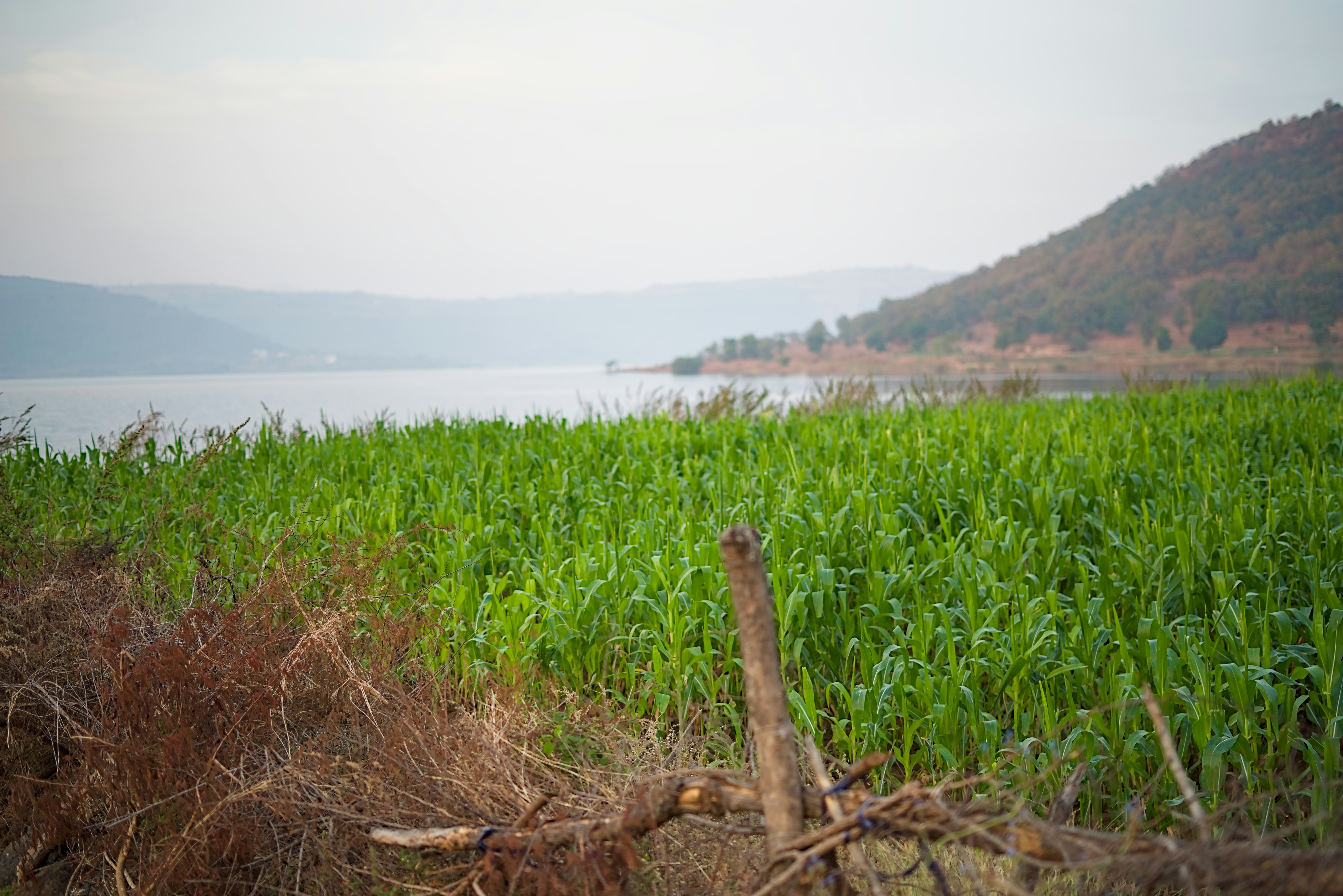 Photo by Satish Dharmavarapu with Pentax K-1 Mark II