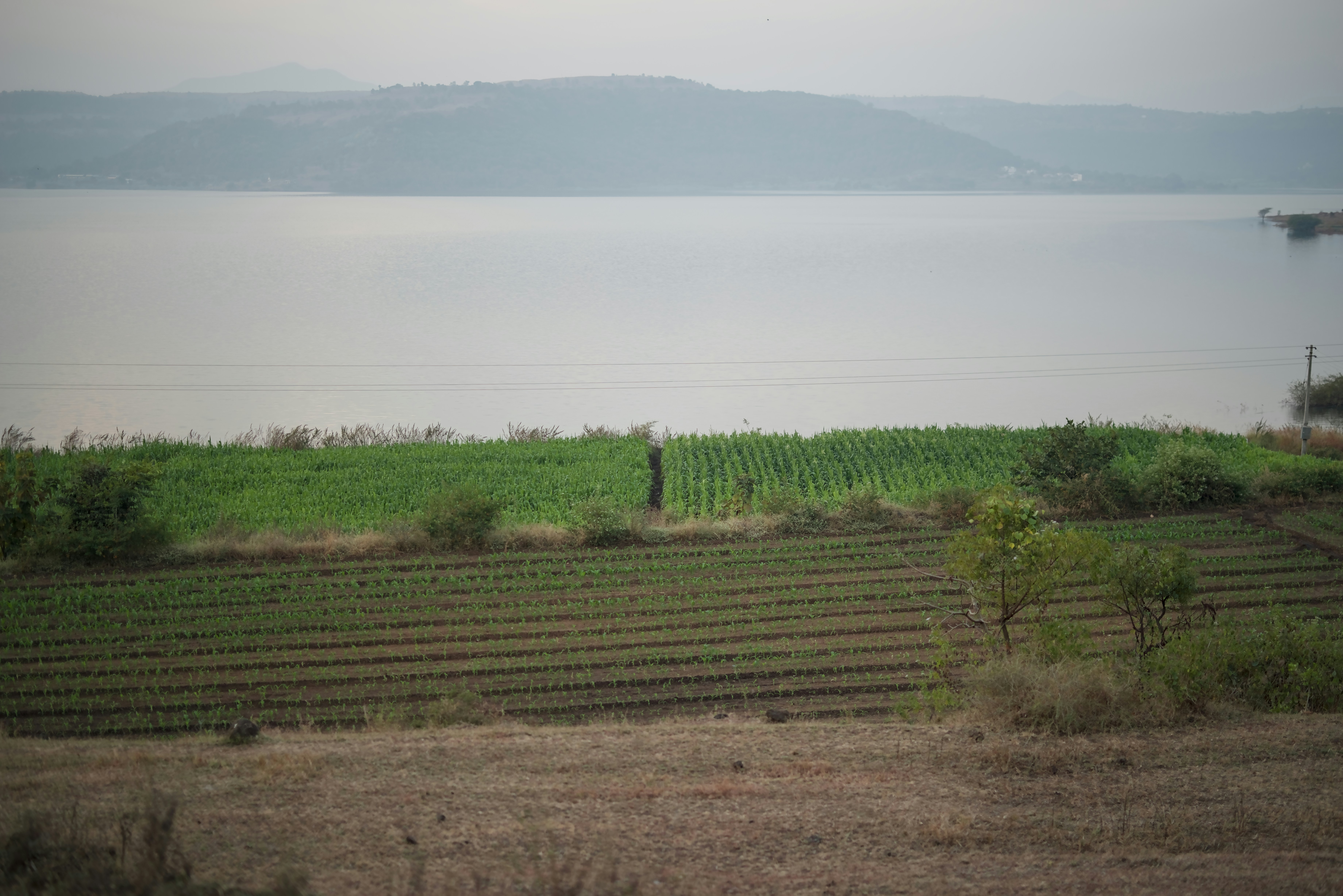 Terraced Fields by a Misty Lake