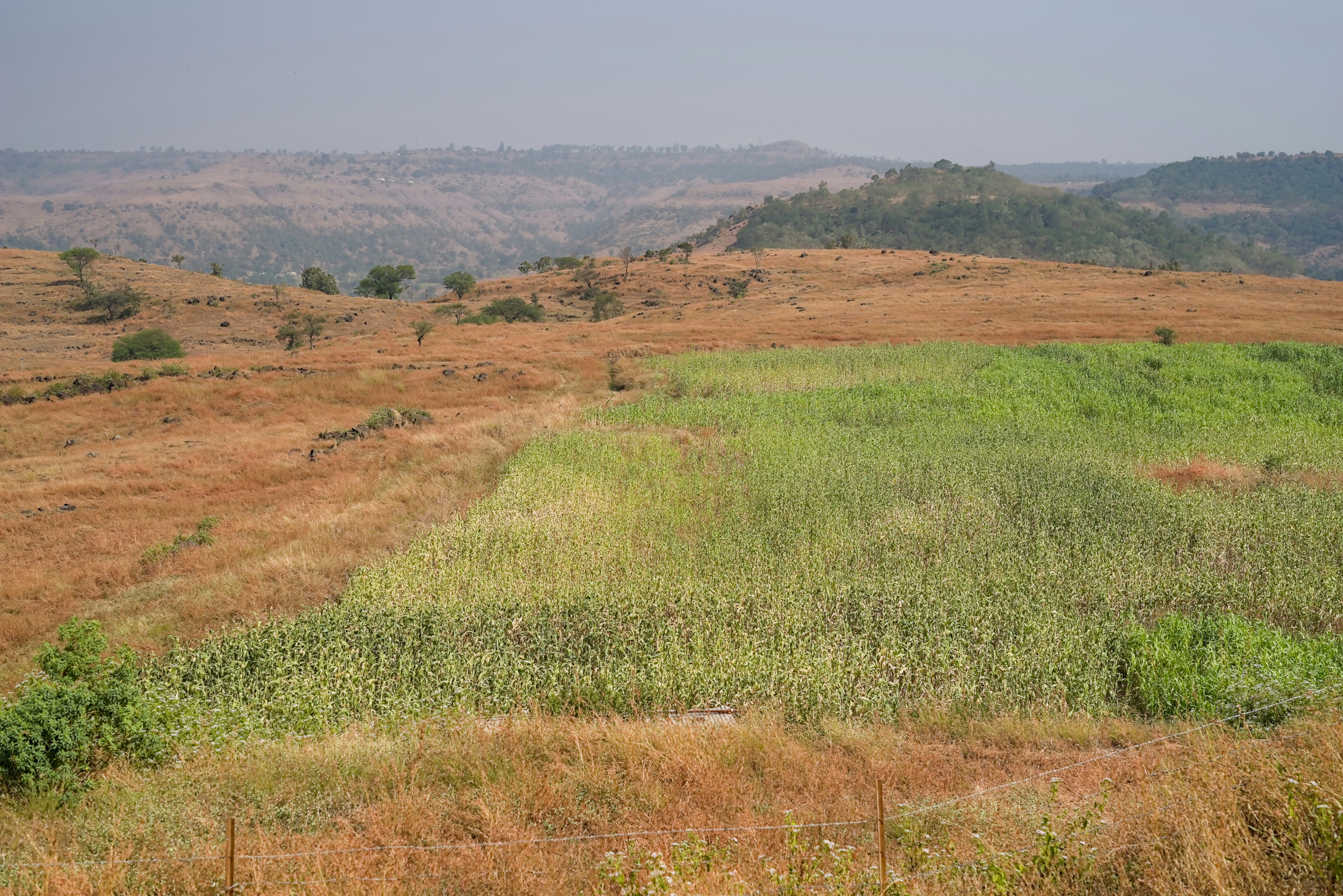 Photo by Satish Dharmavarapu with Pentax K-1 Mark II