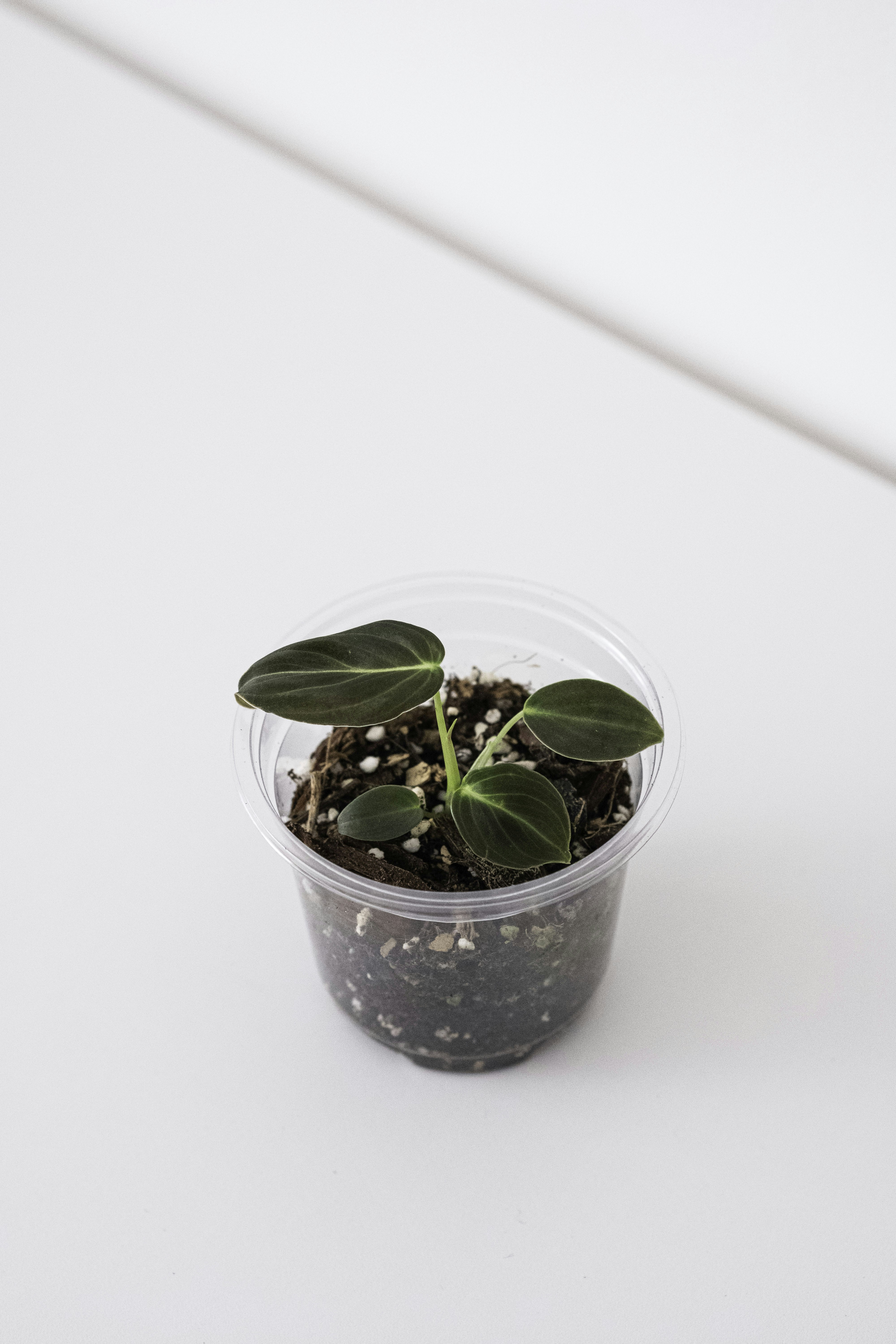 Delicate Seedling in Clear Cup: Minimal White Workspace