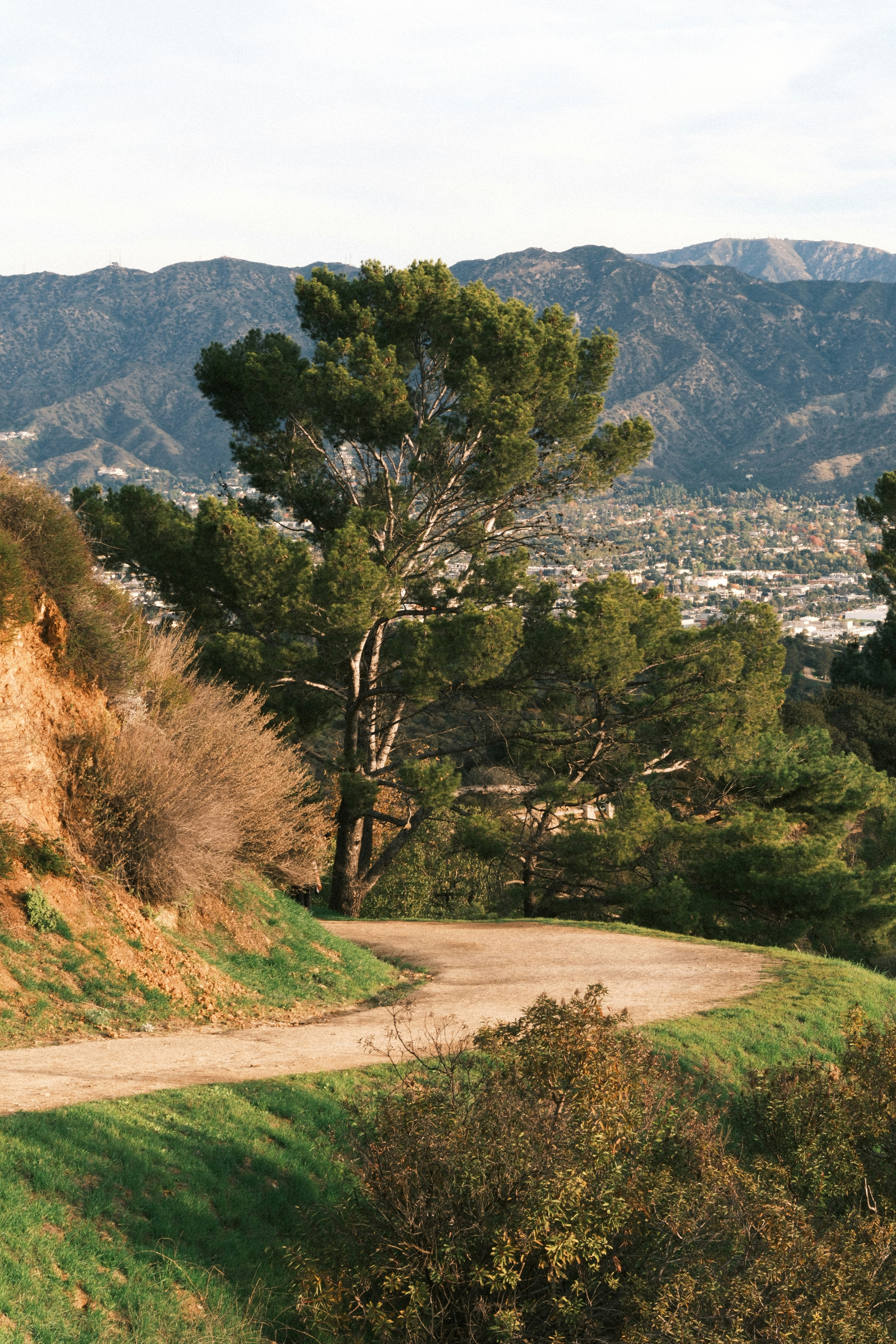 Trail Bend Beneath the Tree-Crowned Valley